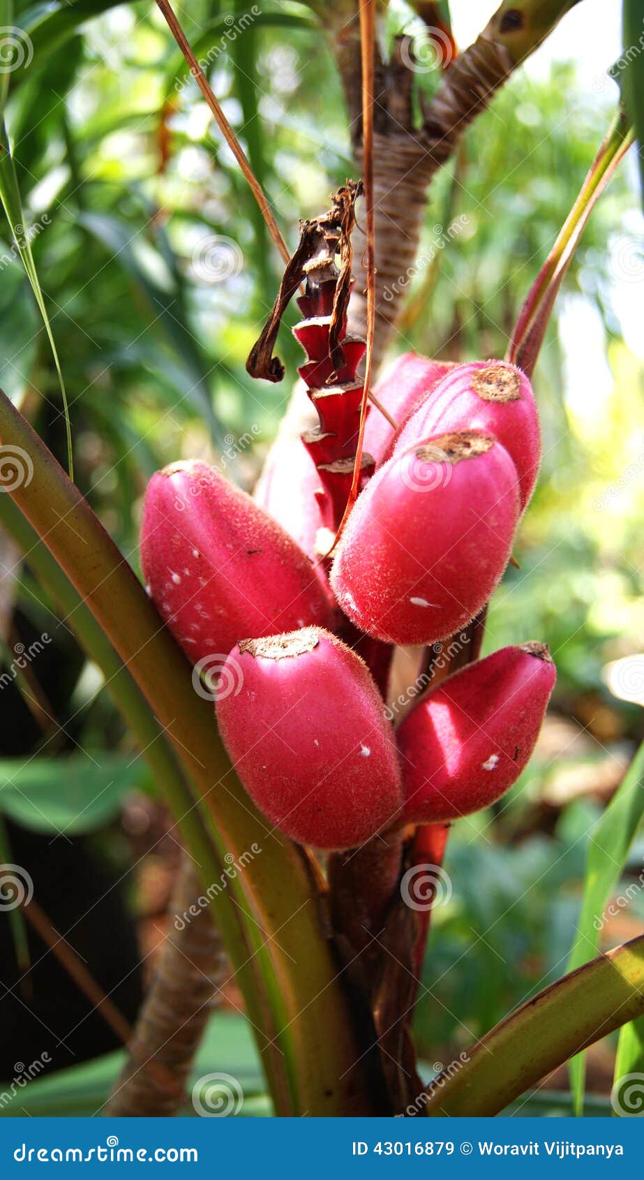 Banane rose image stock. Image du fruits, vert, fleur - 43016879