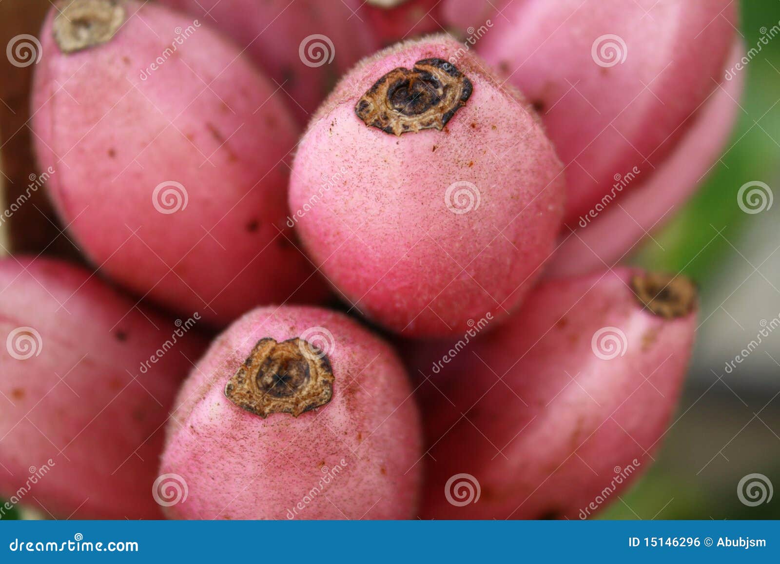 Banane rose rare photo stock. Image du jungle, malaysia - 15146296