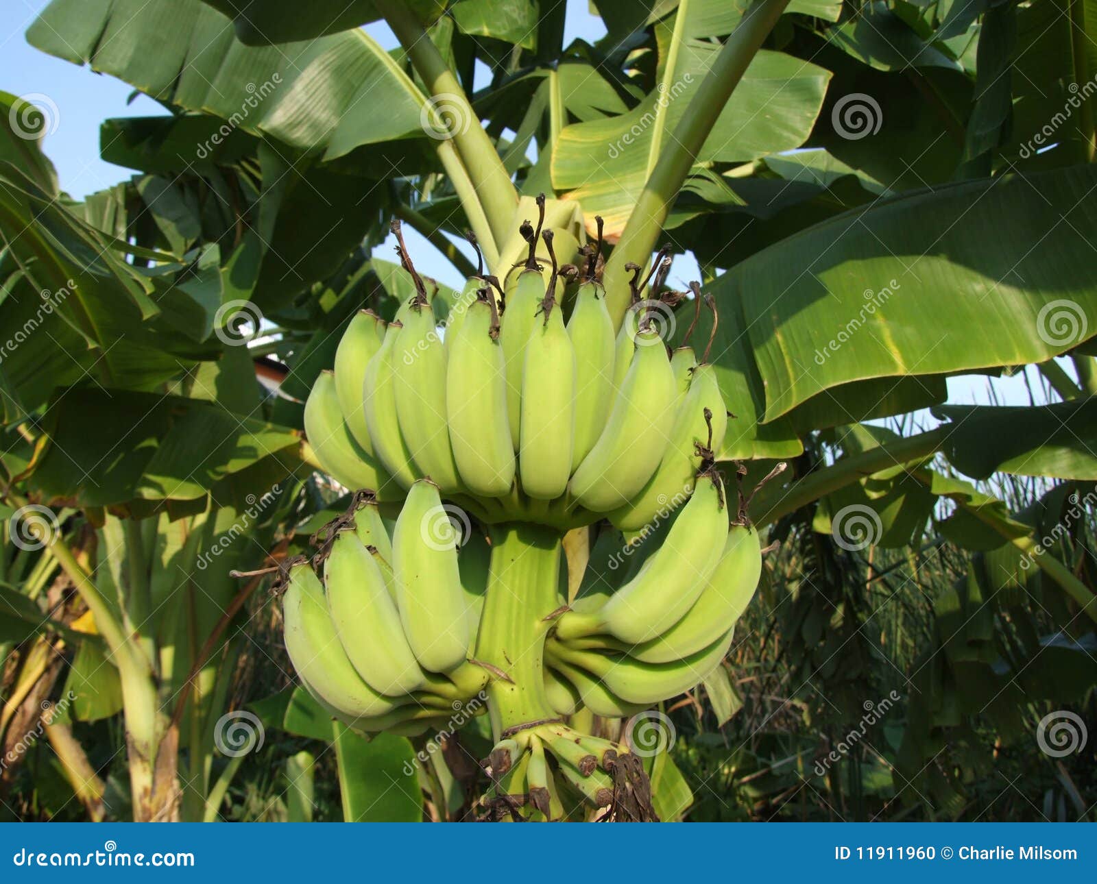 Banane Verdi Sull'albero, Tailandia. Fotografia Stock - Immagine di ...