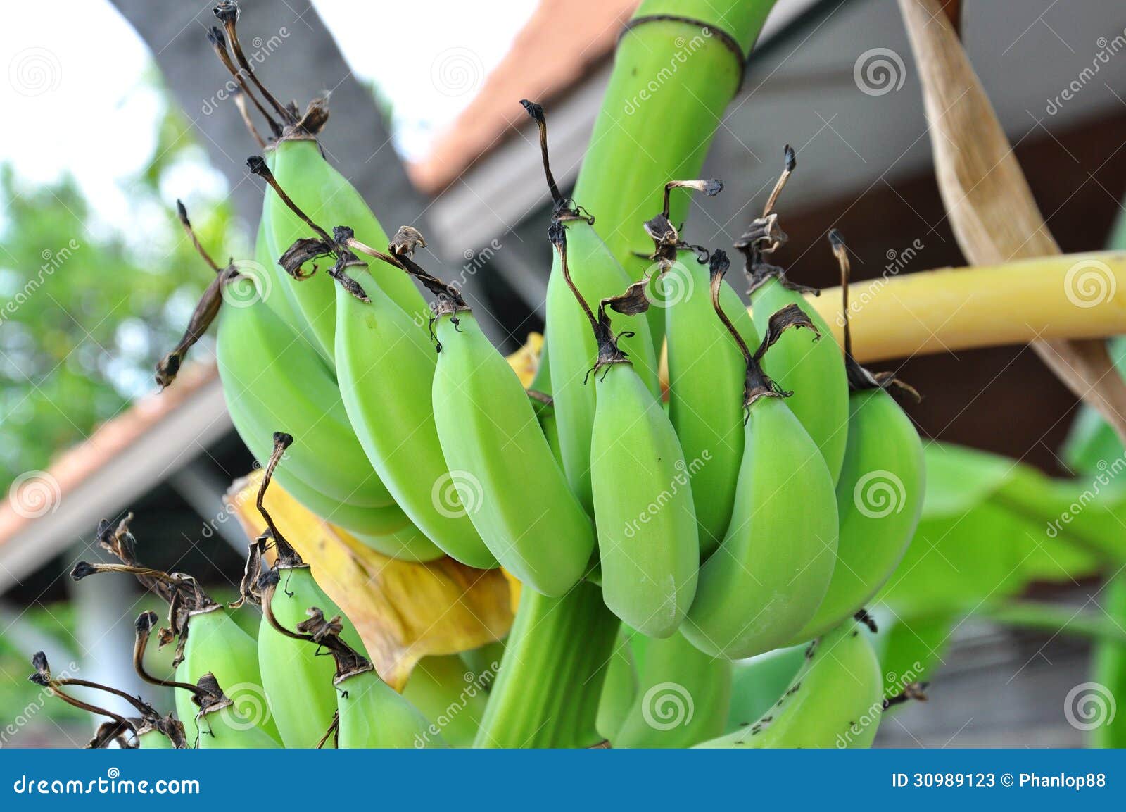 Banane verte image stock. Image du tropical, agriculture - 30989123