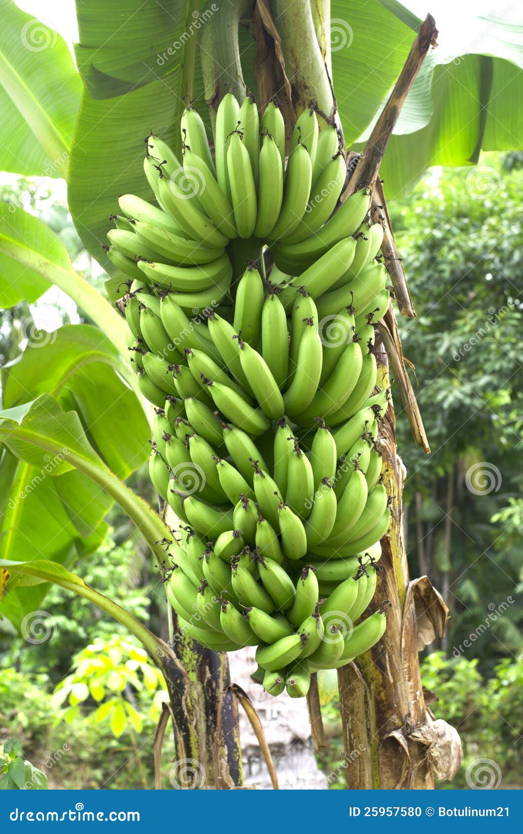 Banane Verte Sur Un Arbre Dans La Forêt. Photo stock - Image du ...