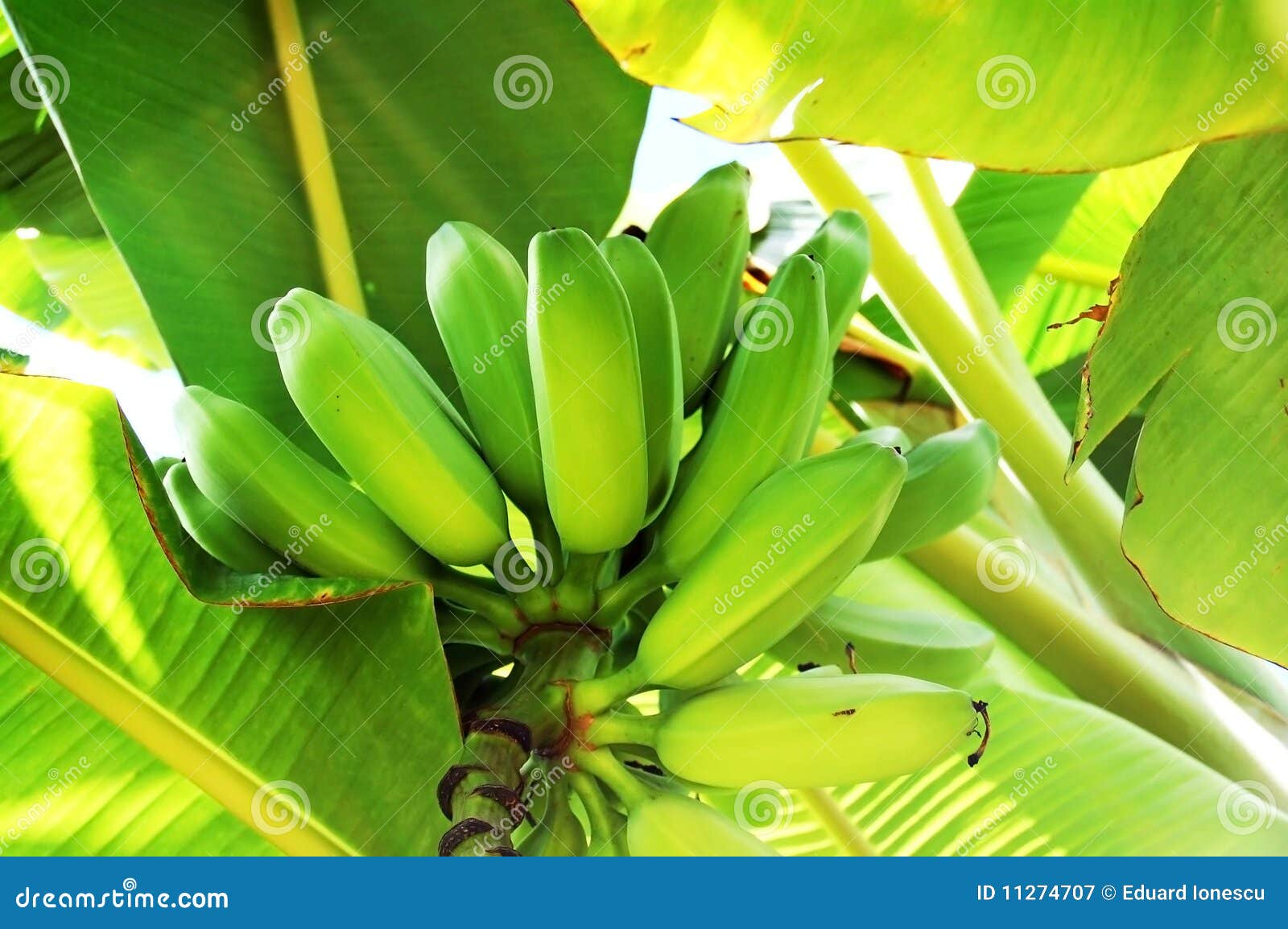 Bananen stock afbeelding. Image of landbouw, vruchten - 11274707