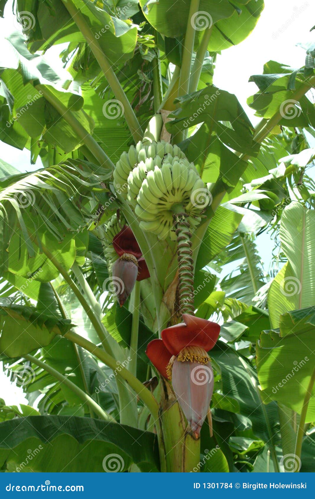 Bananenbaum stockfoto. Bild von banane, pflanzen, nave - 1301784