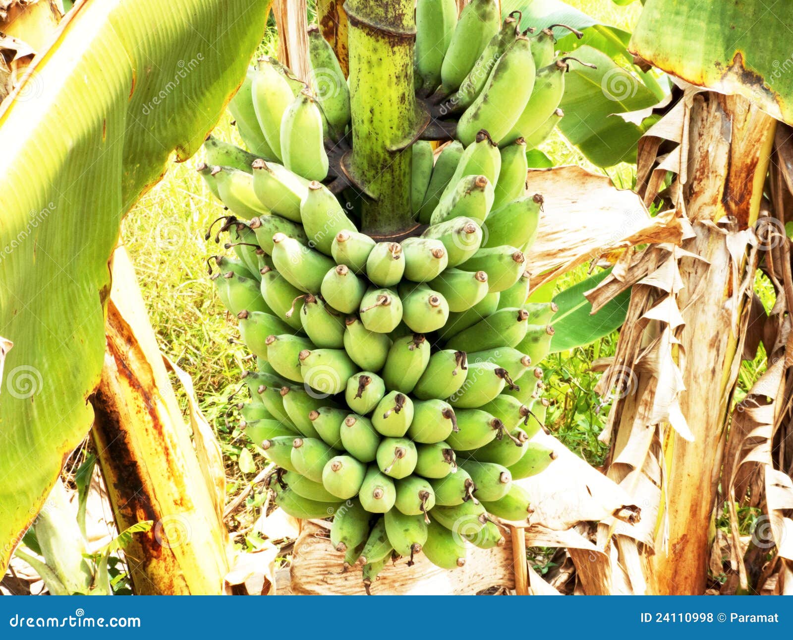 Bananenbaum stockfoto. Bild von pflegen, früchte, landwirtschaftlich ...