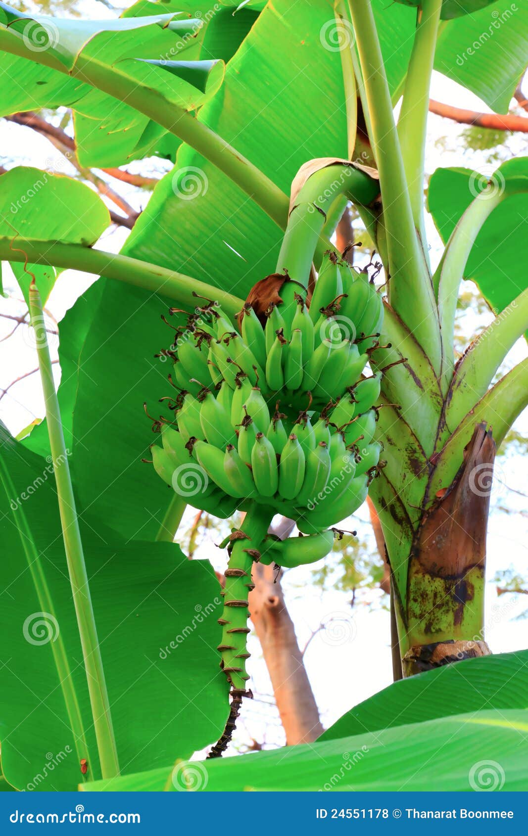 Bananenbaum stockfoto. Bild von zweig, frech, gruppe - 24551178