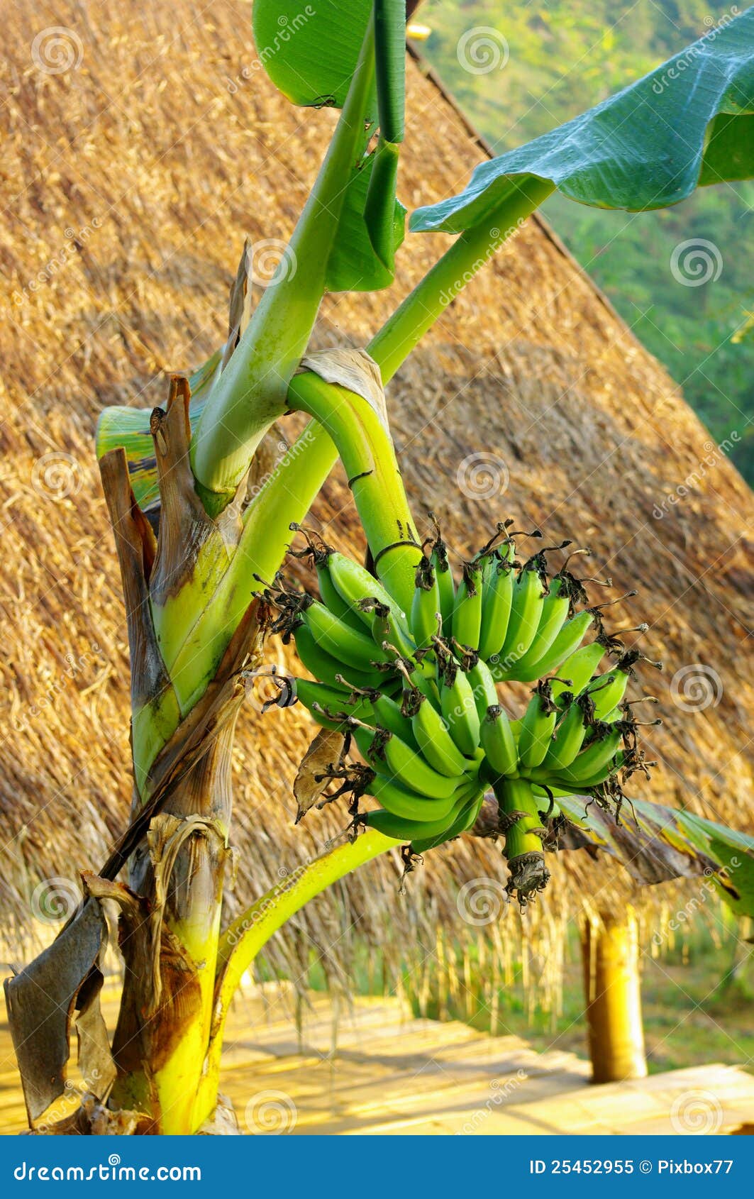 Bananenbaum stockbild. Bild von hütte, landwirtschaft - 25452955