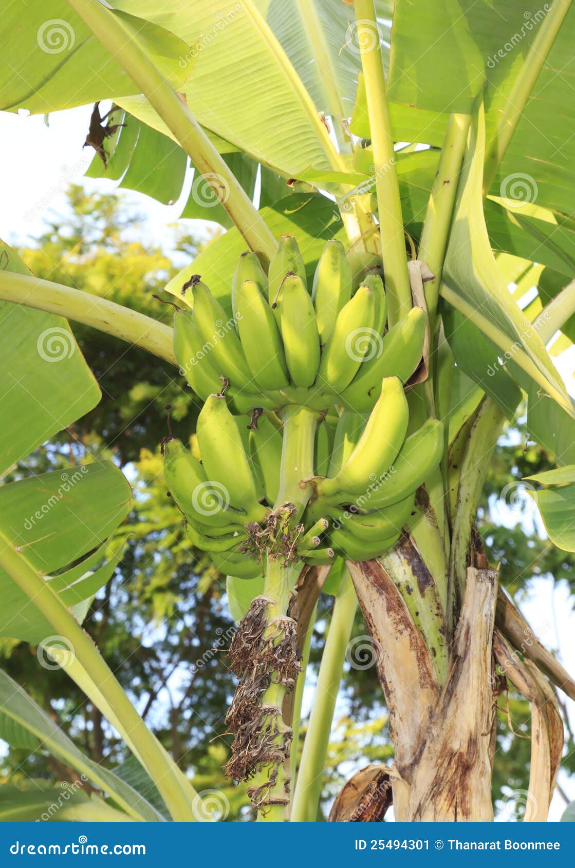 Bananenbaum stockbild. Bild von bild, bauernhof, banane - 25494301