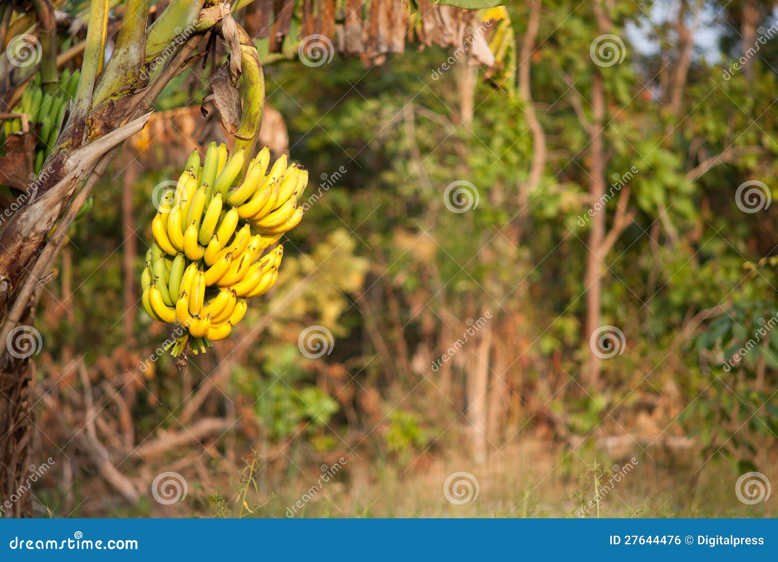 Bananenbaum stockfoto. Bild von horizontal, banane, baum - 27644476