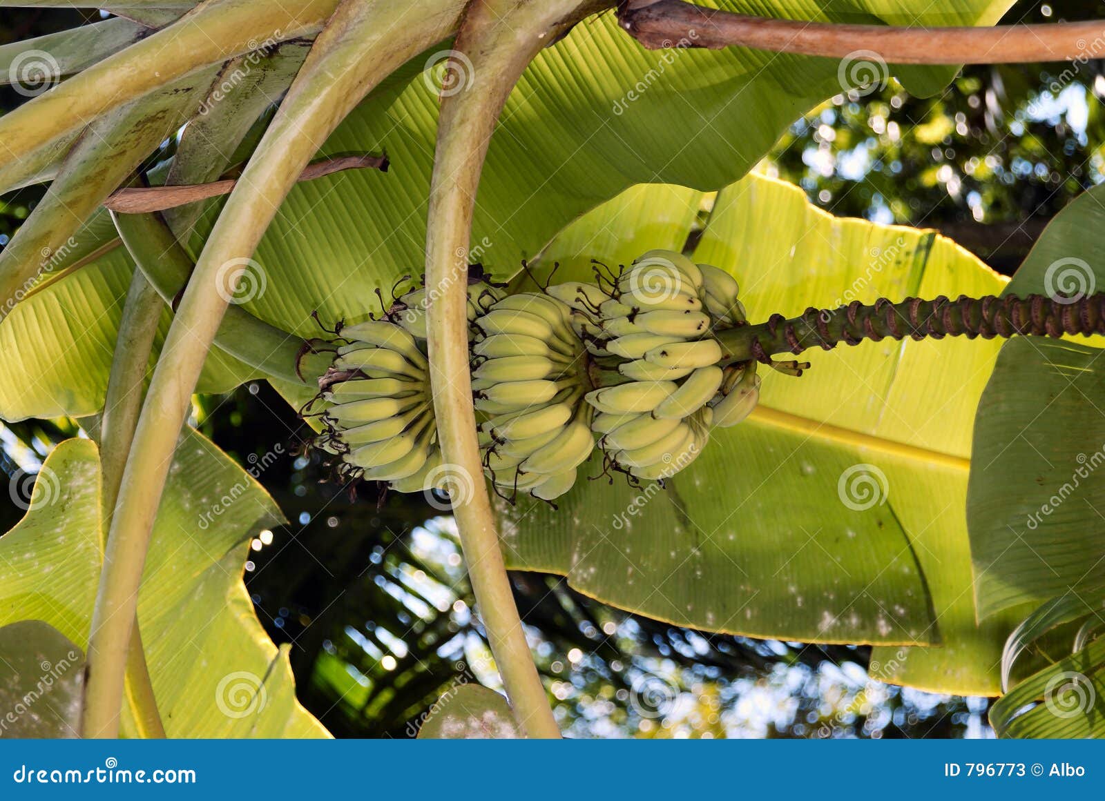 Bananenbaum stockbild. Bild von betrieb, landwirtschaft - 796773
