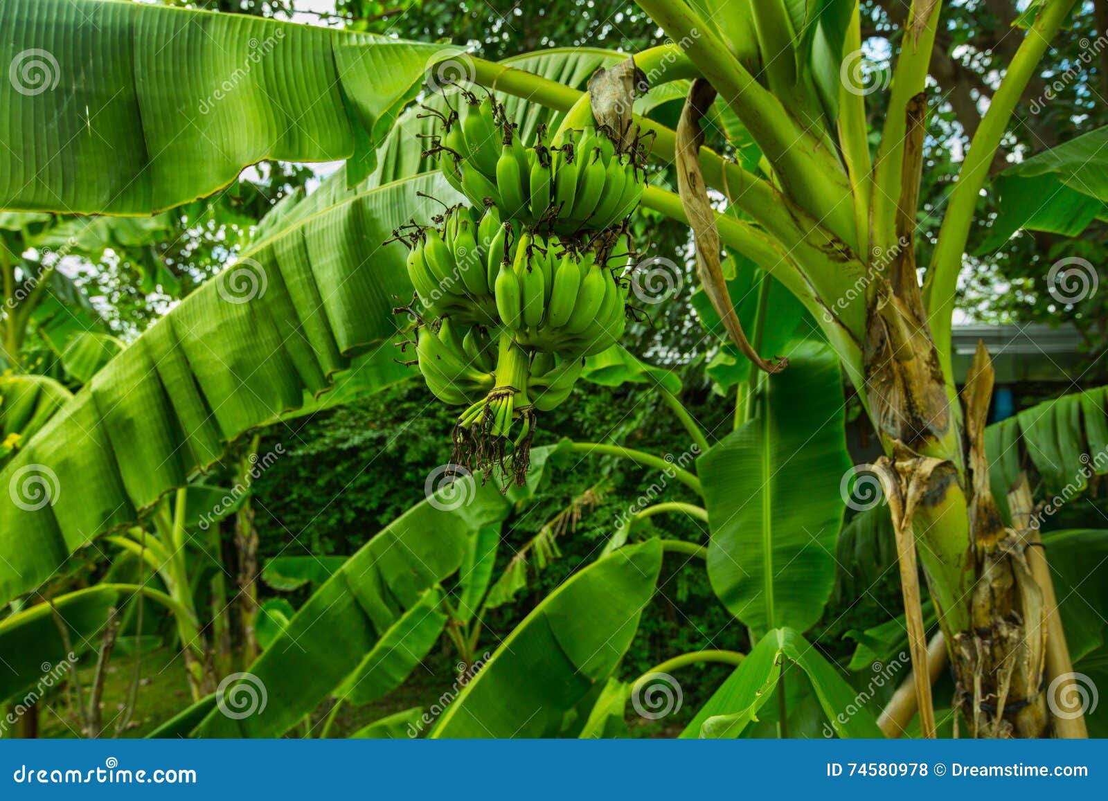 Bananenbaum Mit Einem Bündel Bananen Stockfoto - Bild von wald, bereich ...