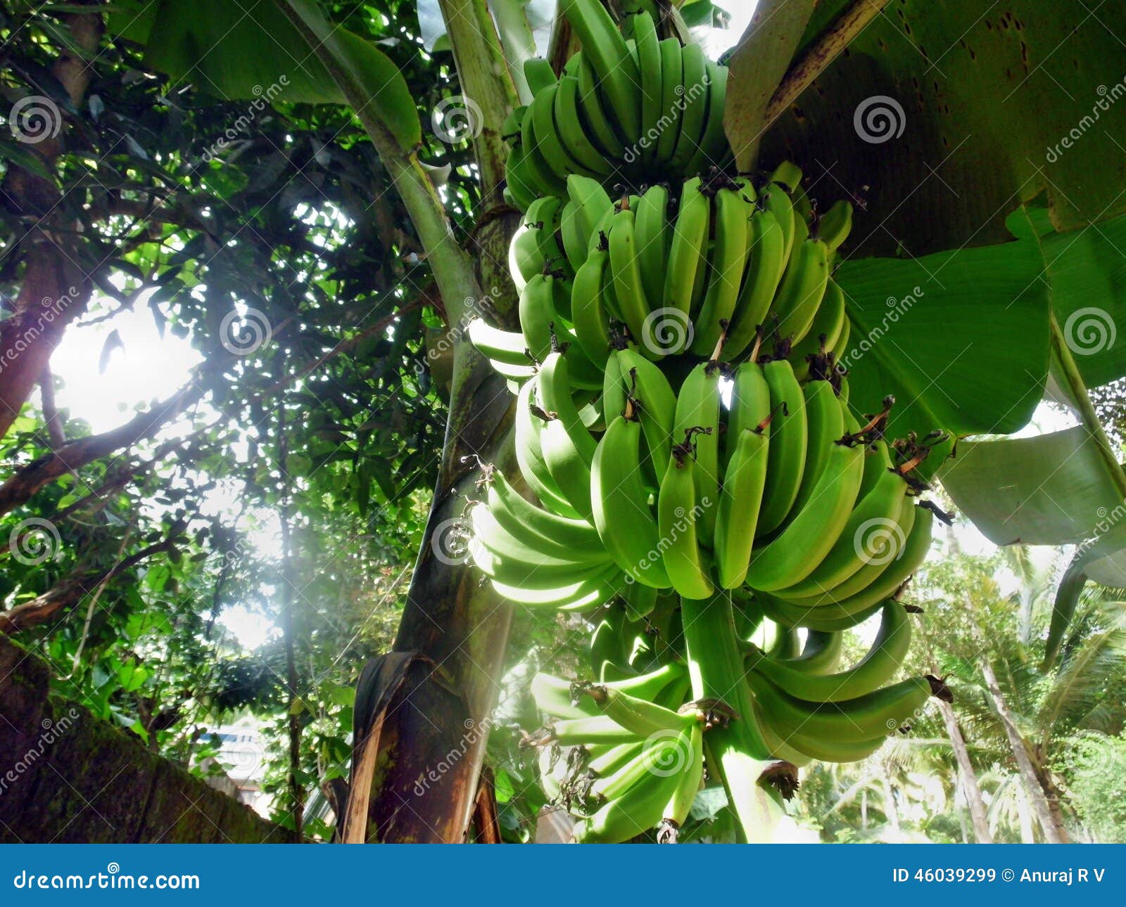 Bananenbaum mit Frucht stockbild. Bild von wedel, frisch - 46039299