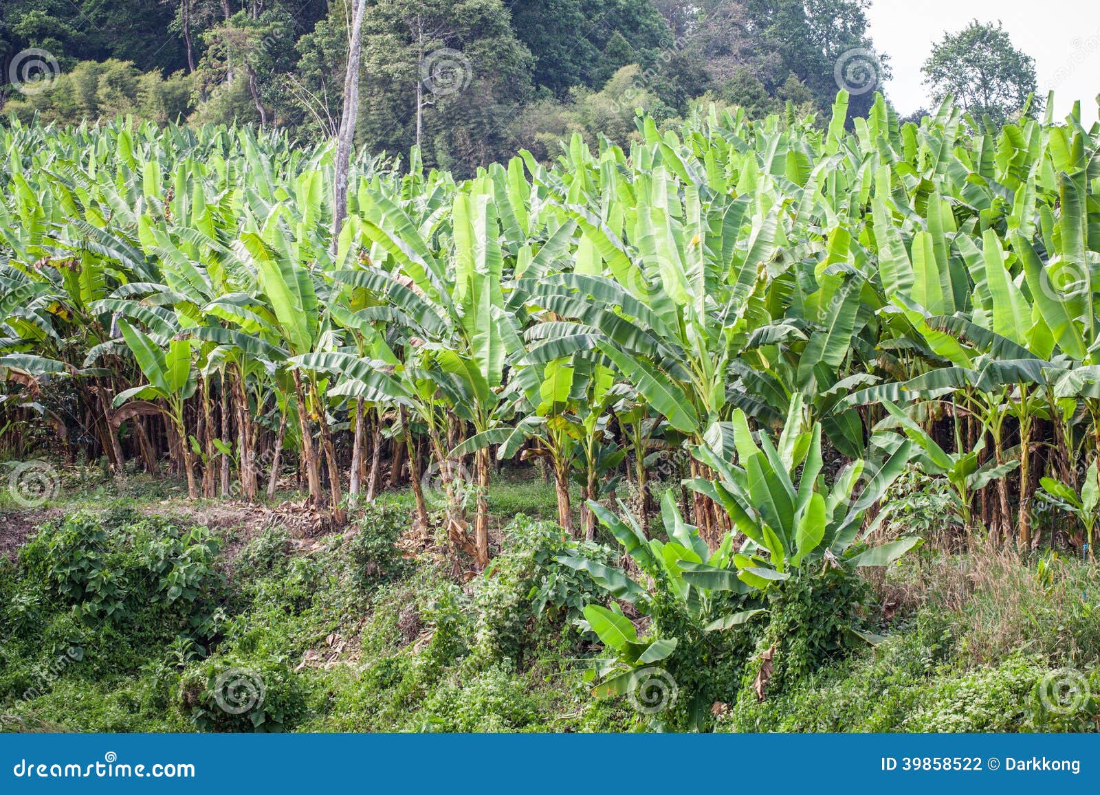 Bananenboom stock foto. Image of tuin, stam, installatie - 39858522