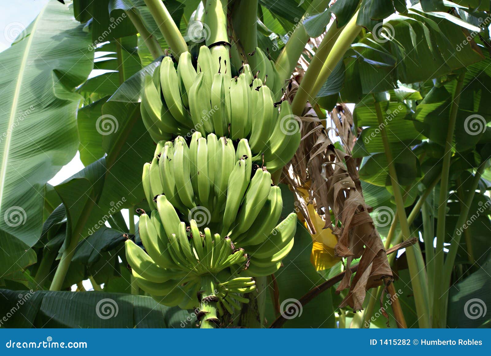 Images Bananes Vertes - Téléchargez 2,603 Photos libres de droits