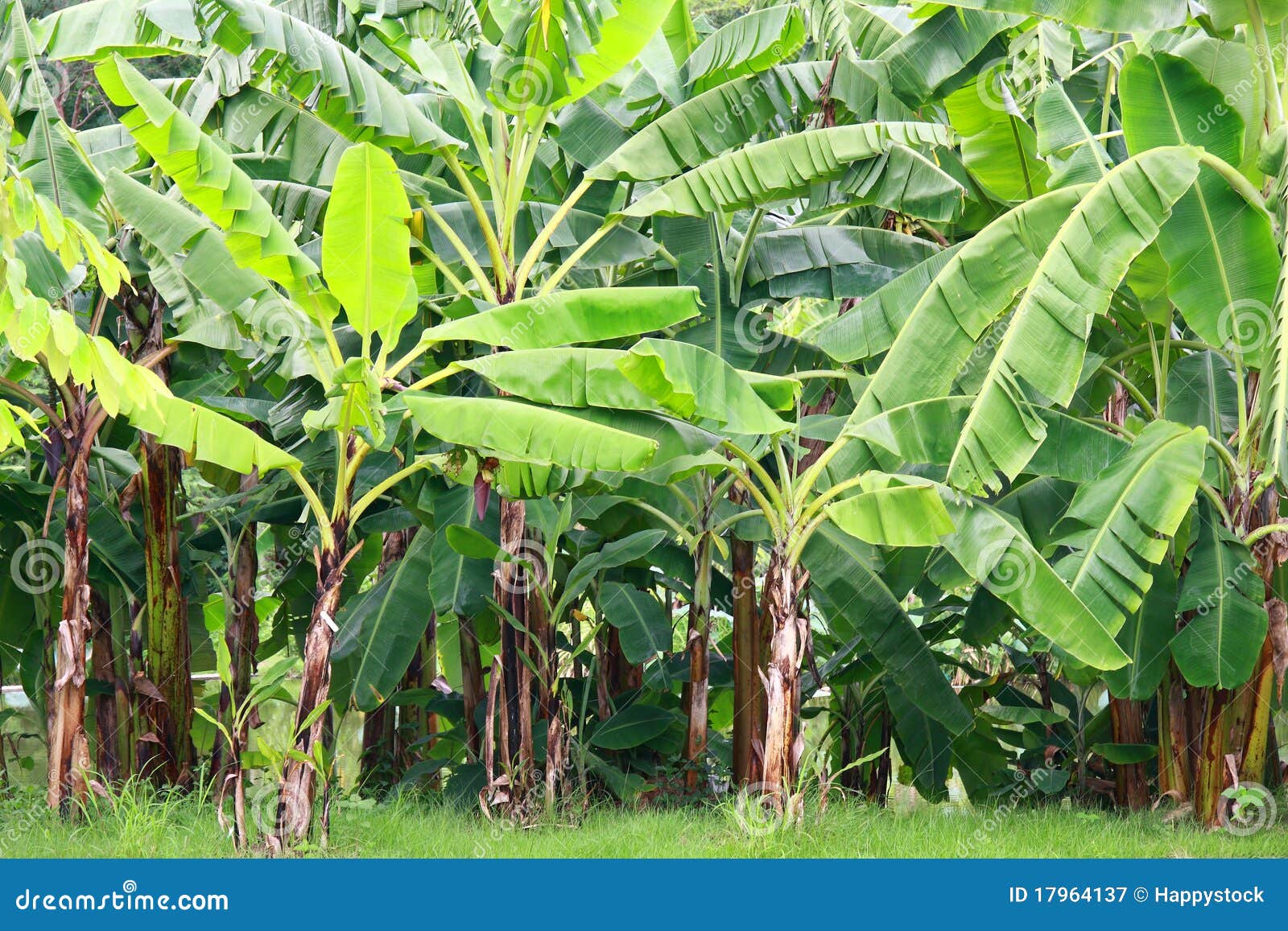 Bananier image stock. Image du extérieur, ferme, agriculture - 17964137