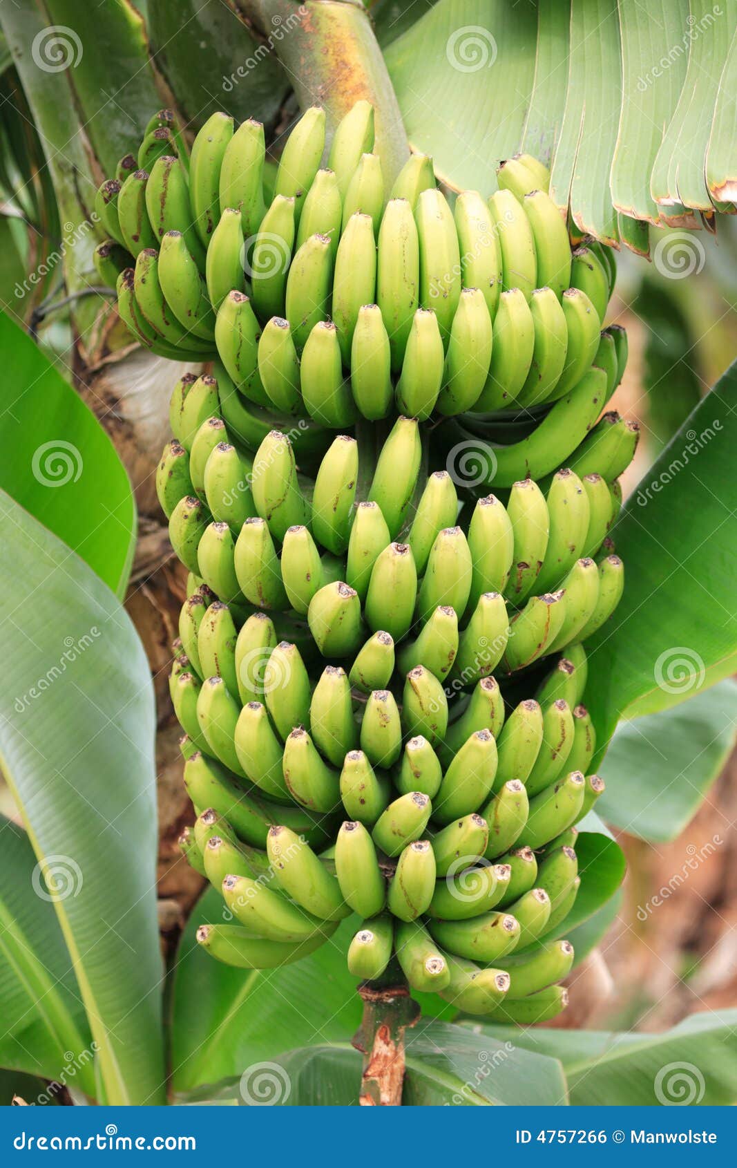 Bananier photo stock. Image du organique, plantation, rural - 4757266