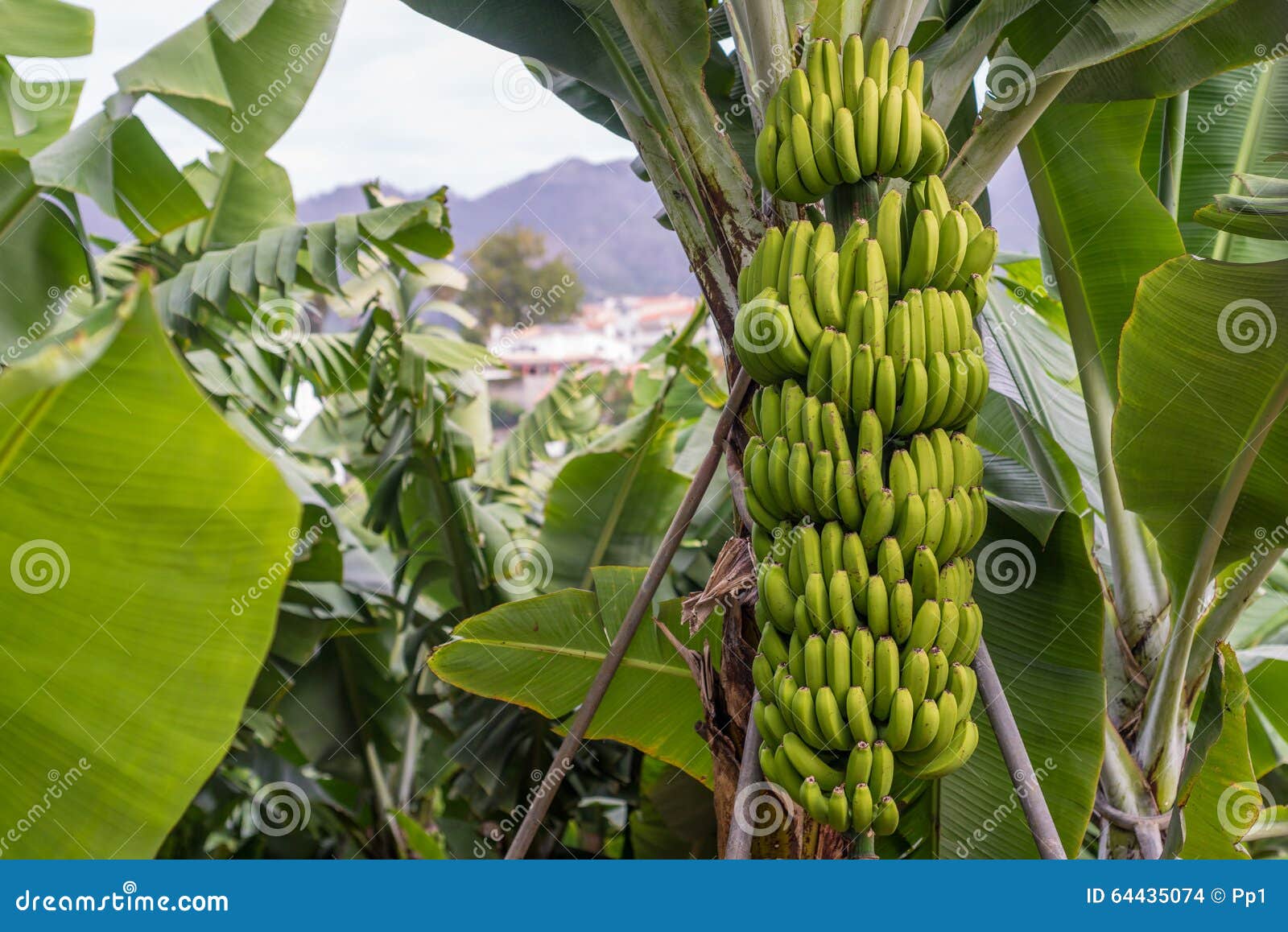 Bananier Avec Un Groupe De Bananes Photo stock - Image du groupe ...