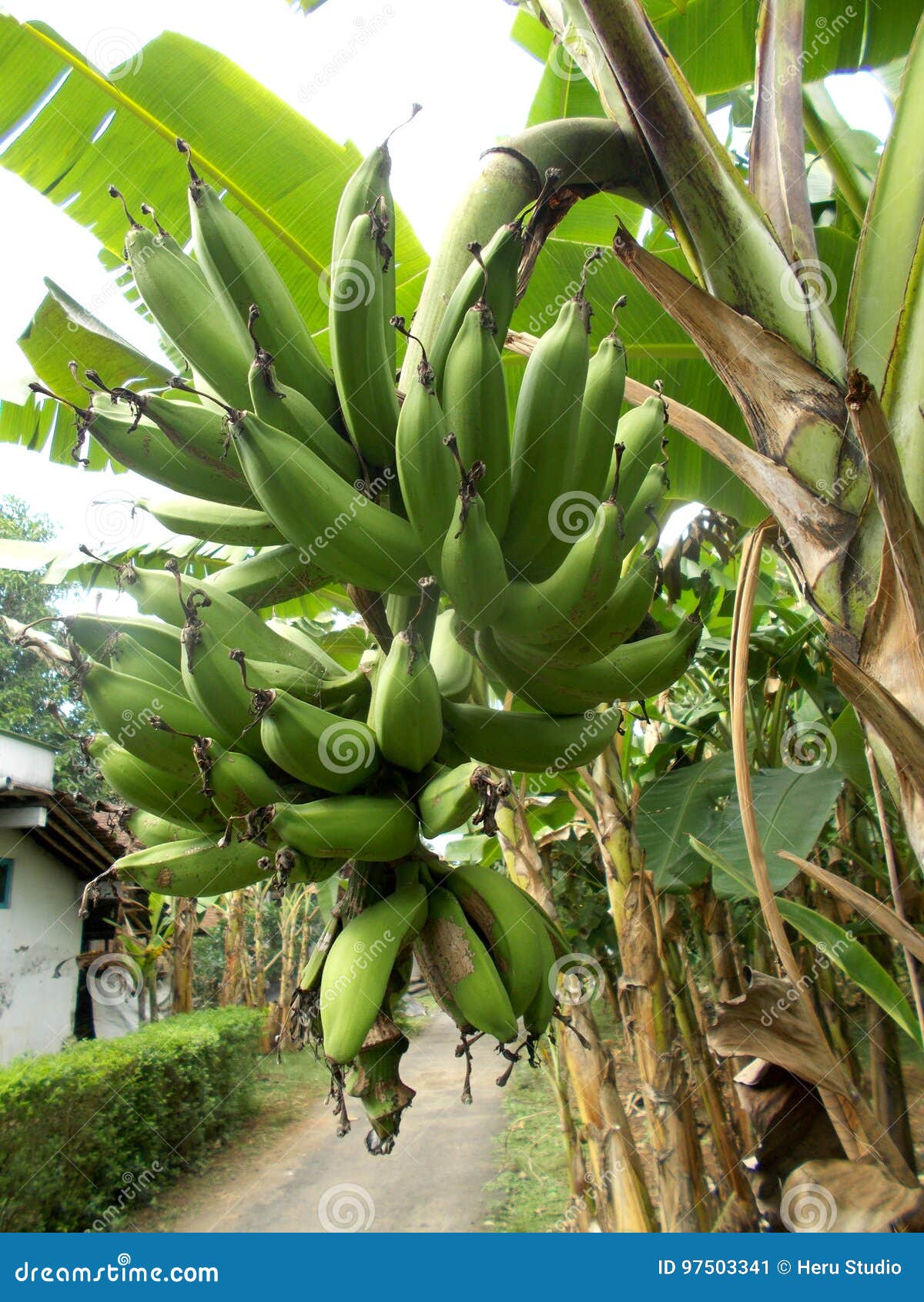 Bananier Et Fruits De Banane Image stock - Image du alimentation ...