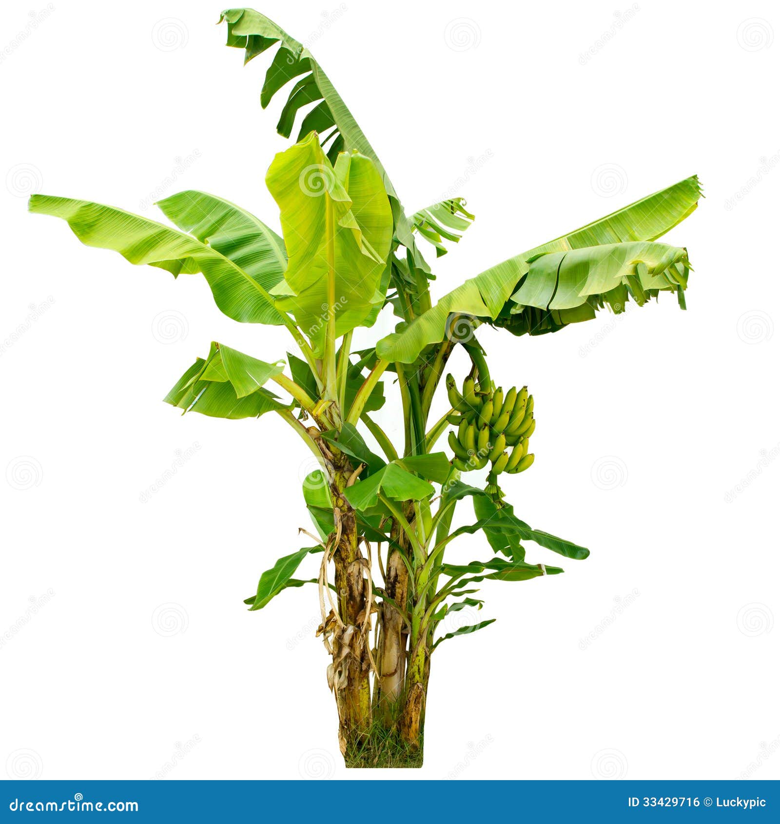 Banano Isolato Su Fondo Bianco Fotografia Stock - Immagine di filiali ...