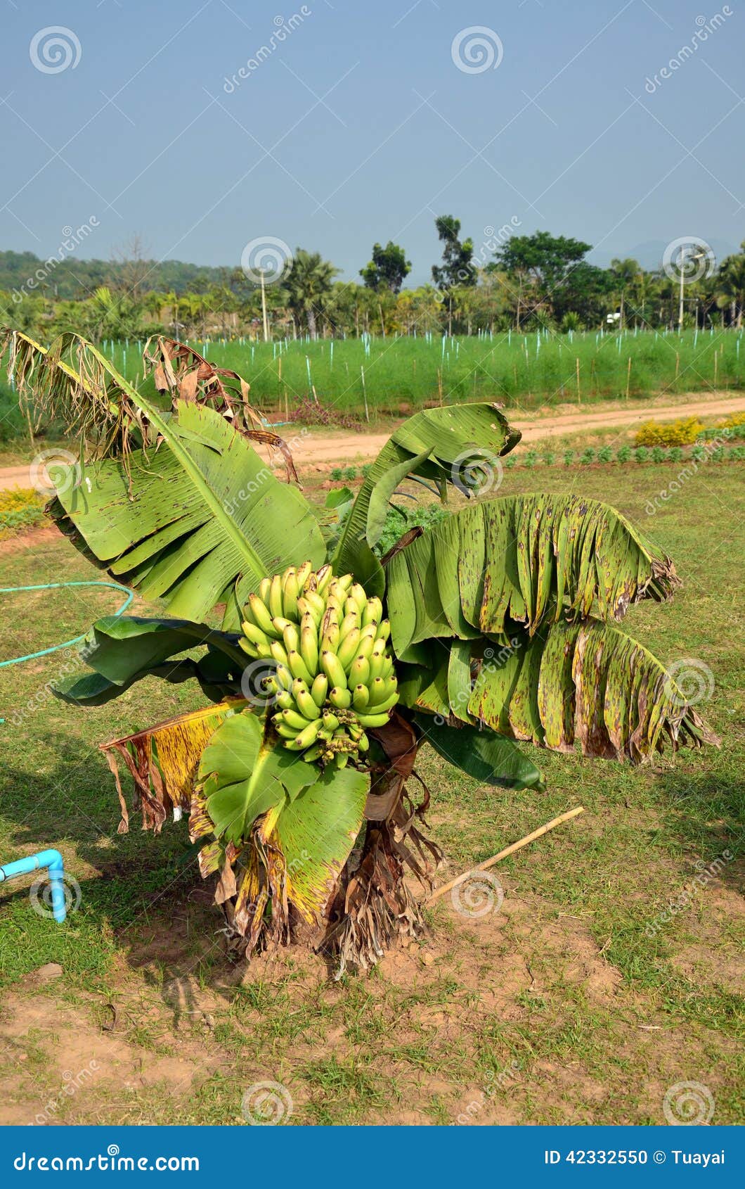 Banano nano fotografia stock. Immagine di fioritura, foglio - 42332550