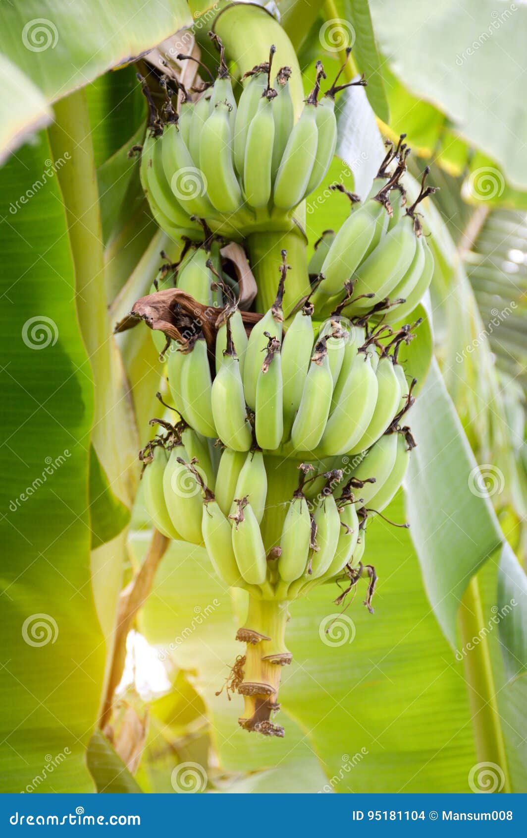 Banano Verde Nel Giardino Della Frutta Fotografia Stock - Immagine di ...