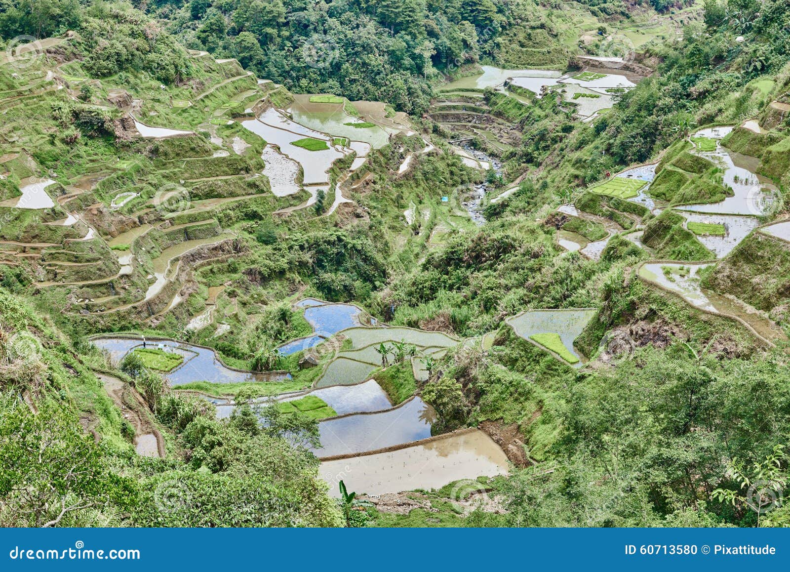 Banaue Batad Rice Paddy Terrace Fields Stock Photo - Image of ...