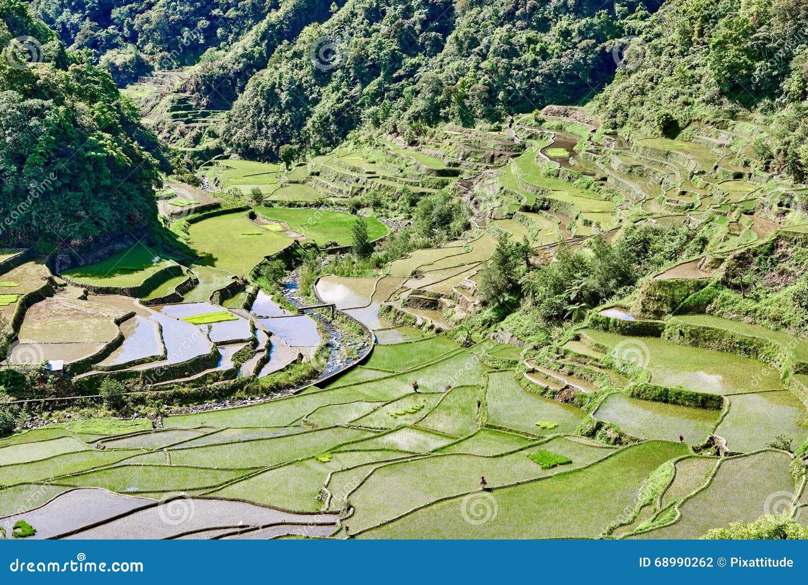 Banaue Batad Rice Paddy Terrace Fields Stock Photo - Image of ...