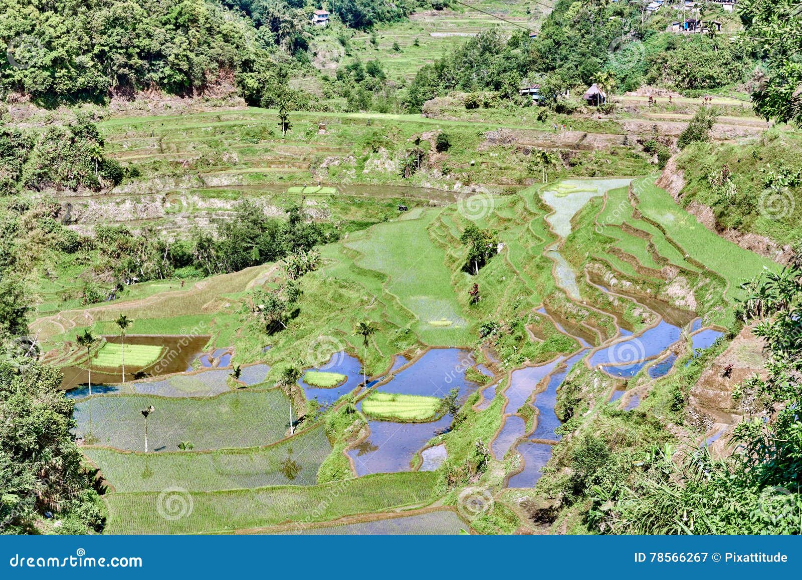 Banaue Batad Rice Paddy Terrace Fields Stock Image - Image of ifugao ...