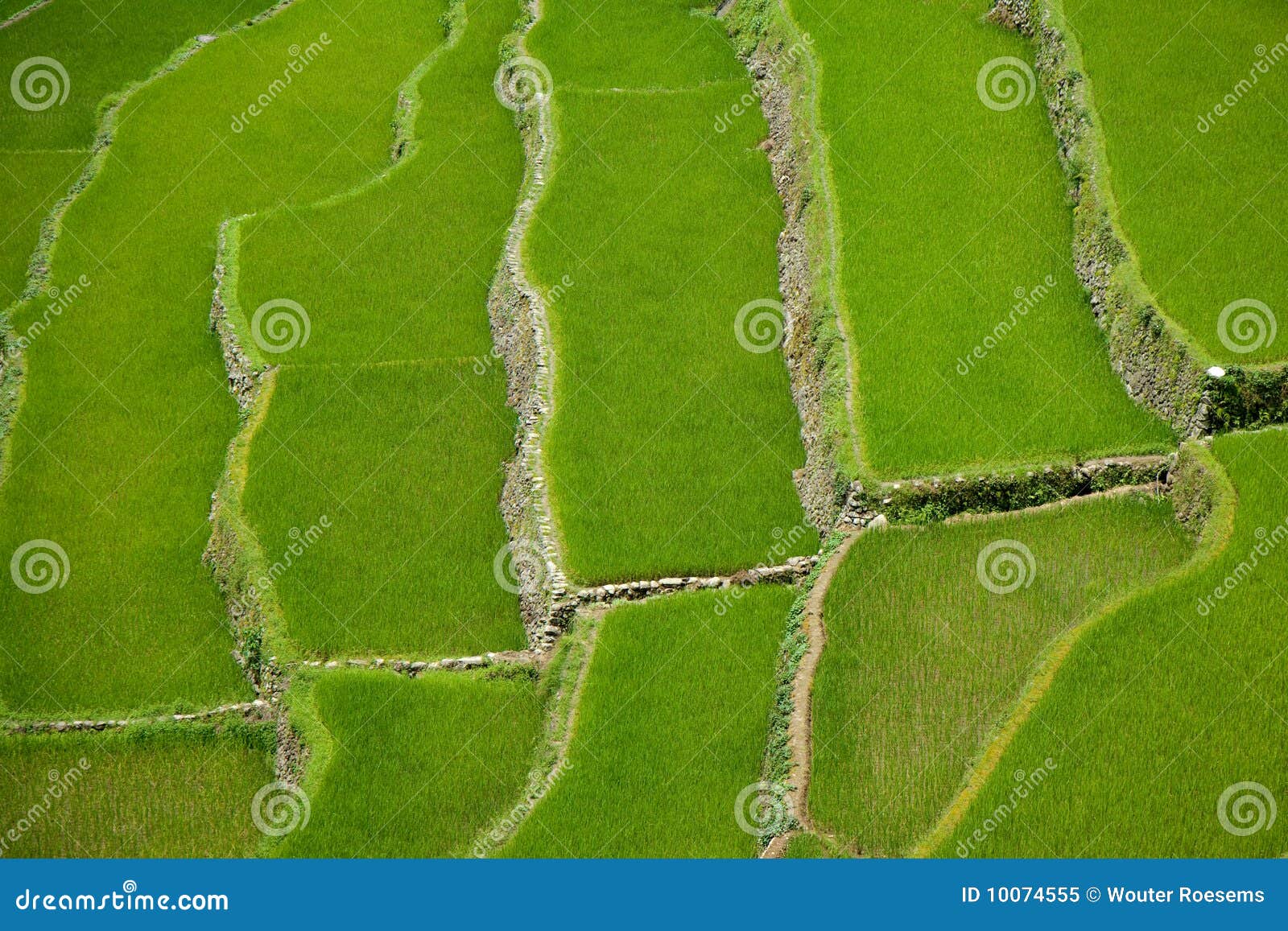 Banaue Rice Terraces , Philippines Stock Image - Image of bali ...