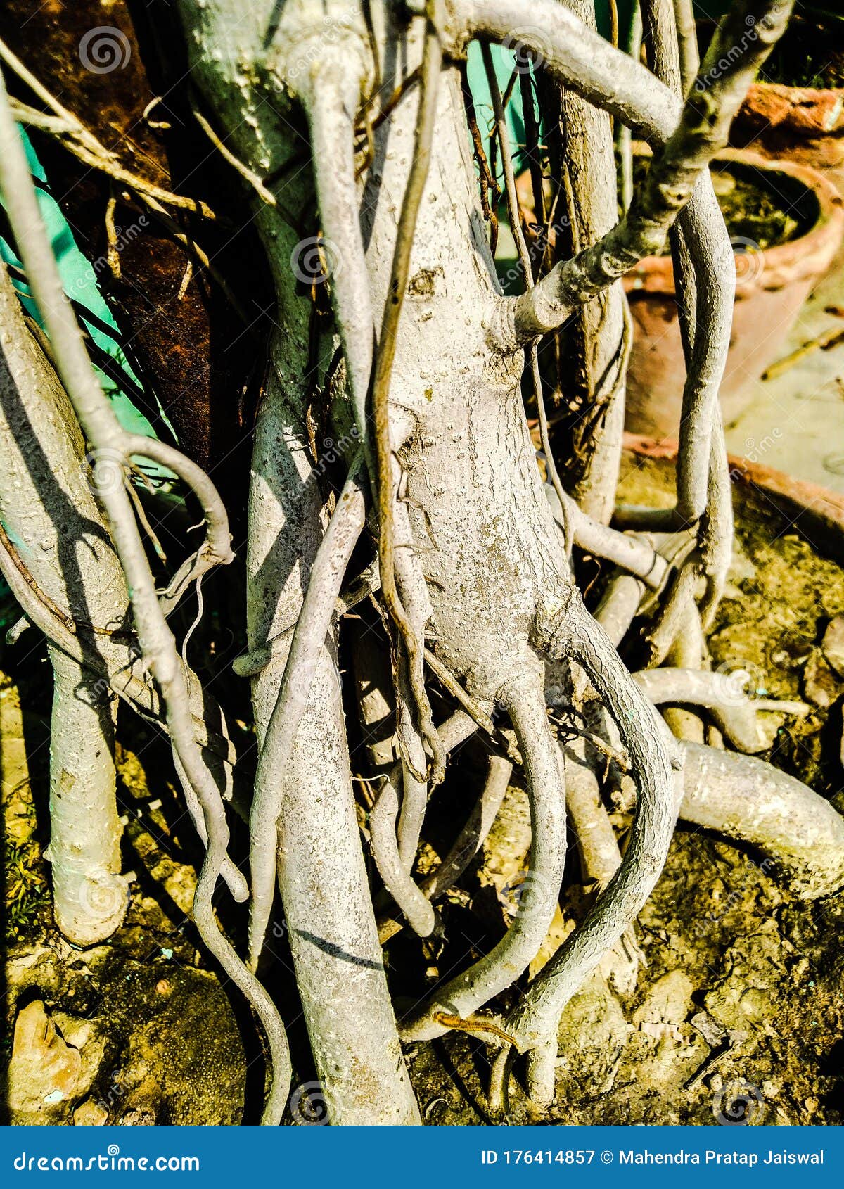 Banayan roots of bonsai stock image. Image of abondend - 176414857