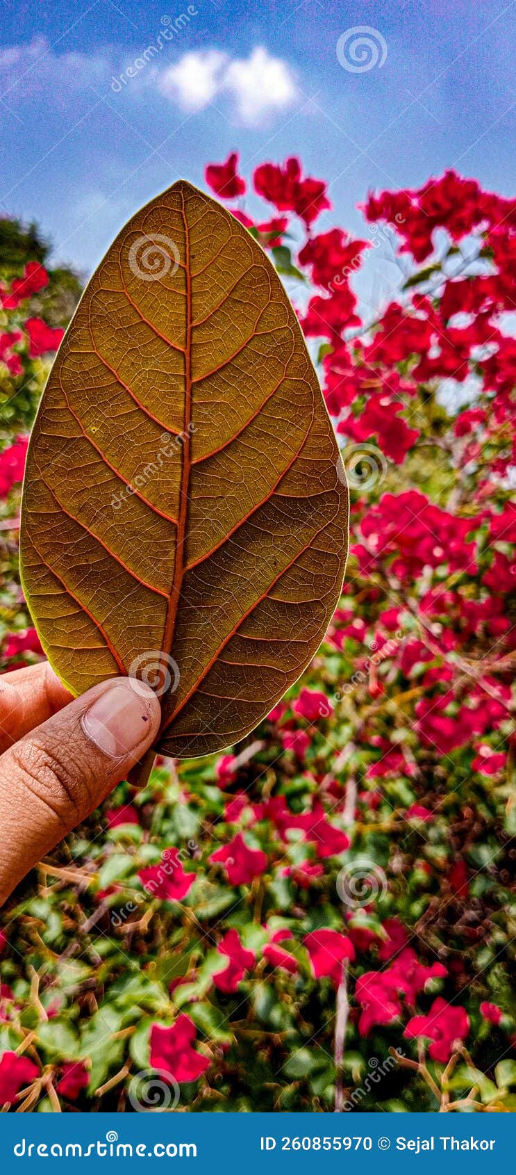 Banayan Tree& X27;s Golden Leaf Stock Photo - Image of trees, leaf ...