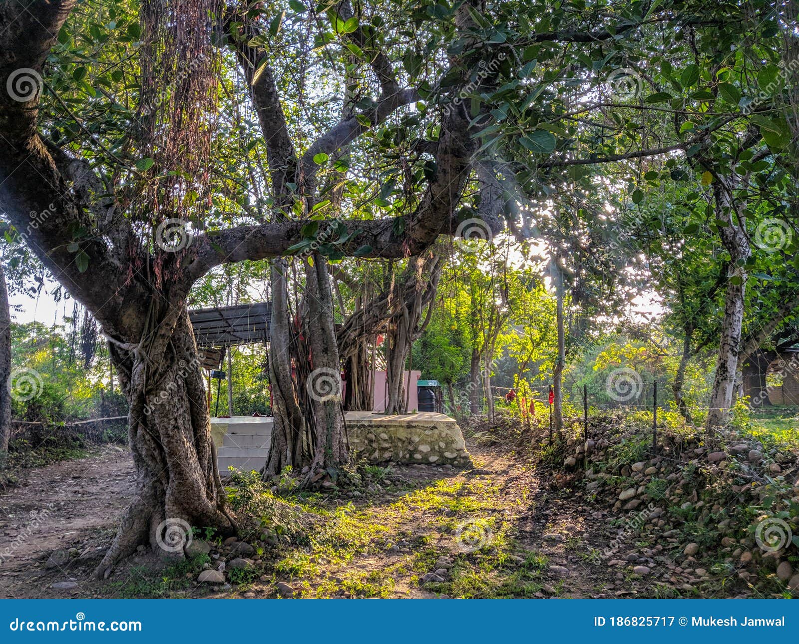 Banayan Trees in the Forest. Stock Image - Image of banayan, trees ...