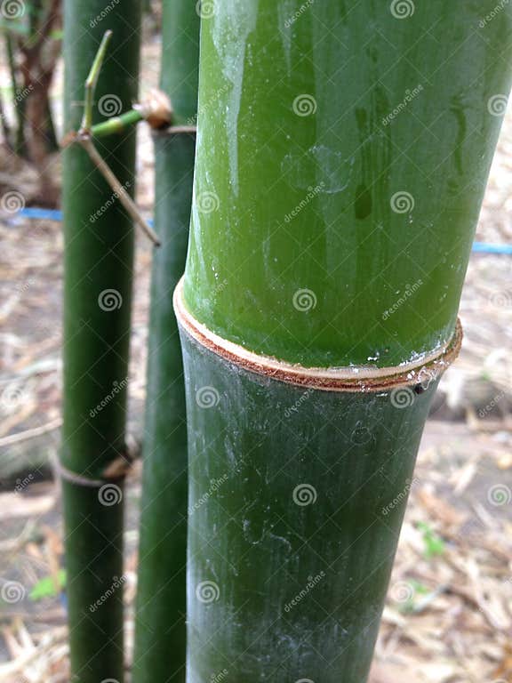 Banboo stock photo. Image of tree, bamboo, plant, nature - 42563432