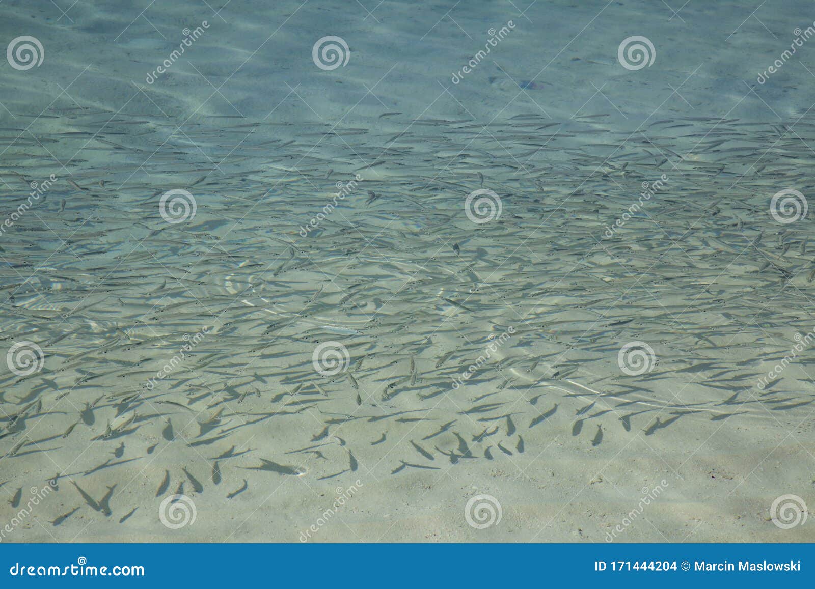 Banc De Petits Poissons Sur La Plage Photo stock - Image du texture ...