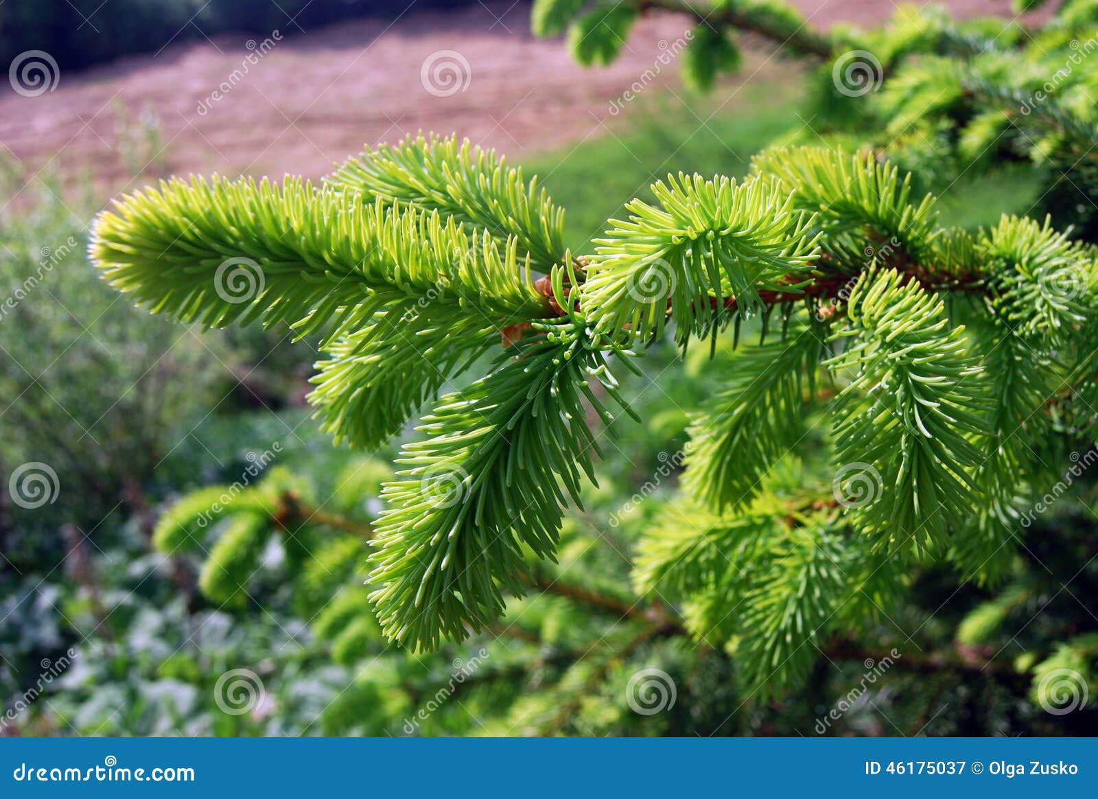 Banch of fir tree stock image. Image of forest, botanical - 46175037