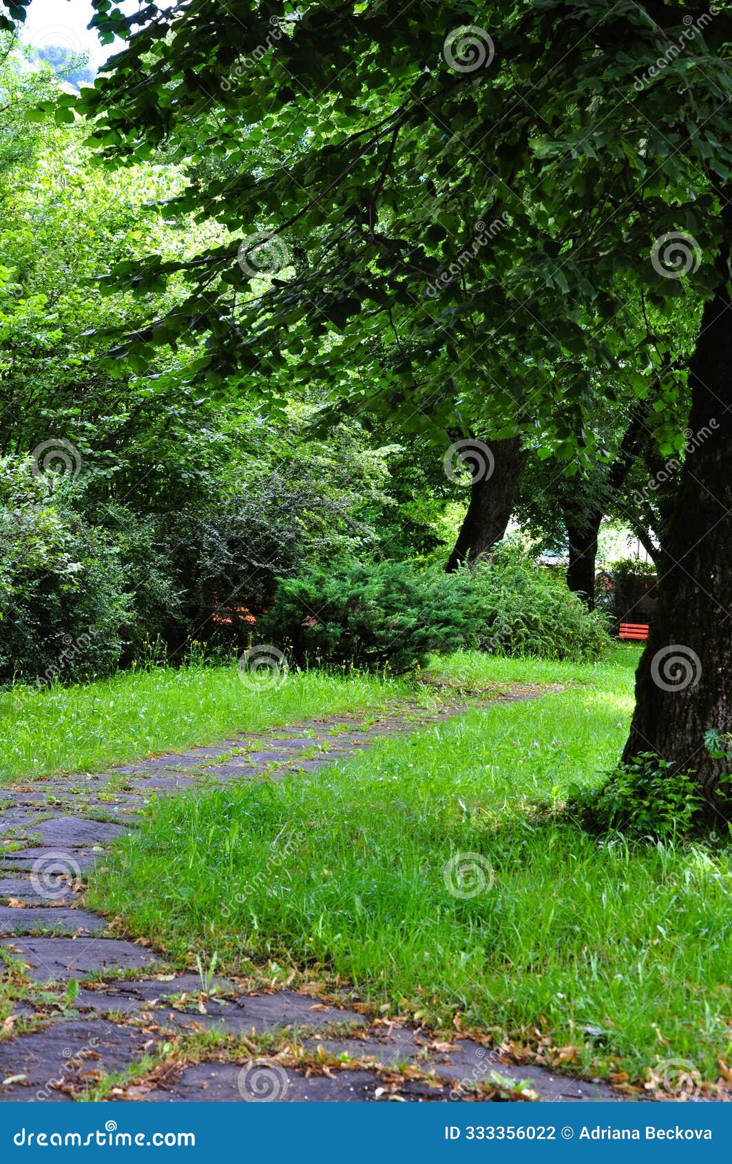 Pathway between trees stock photo. Image of nature, park - 333356022