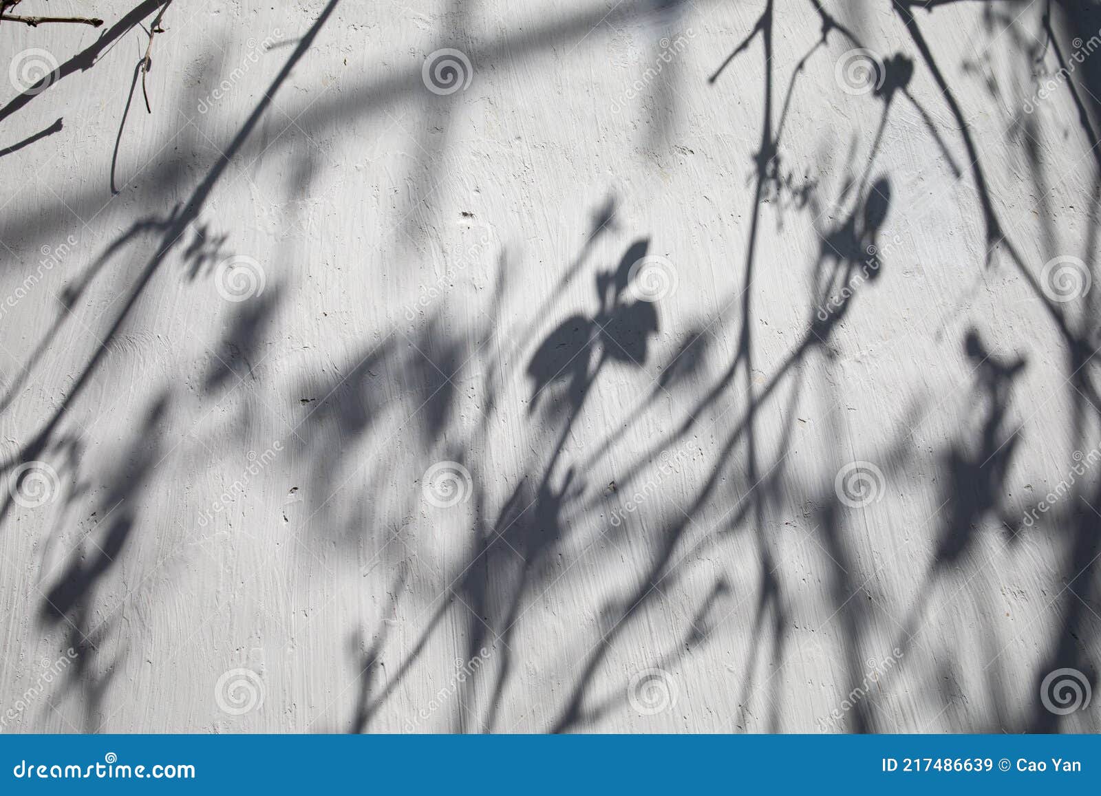 Banch of Tree Shadow on the White Wall Stock Image - Image of dappled ...