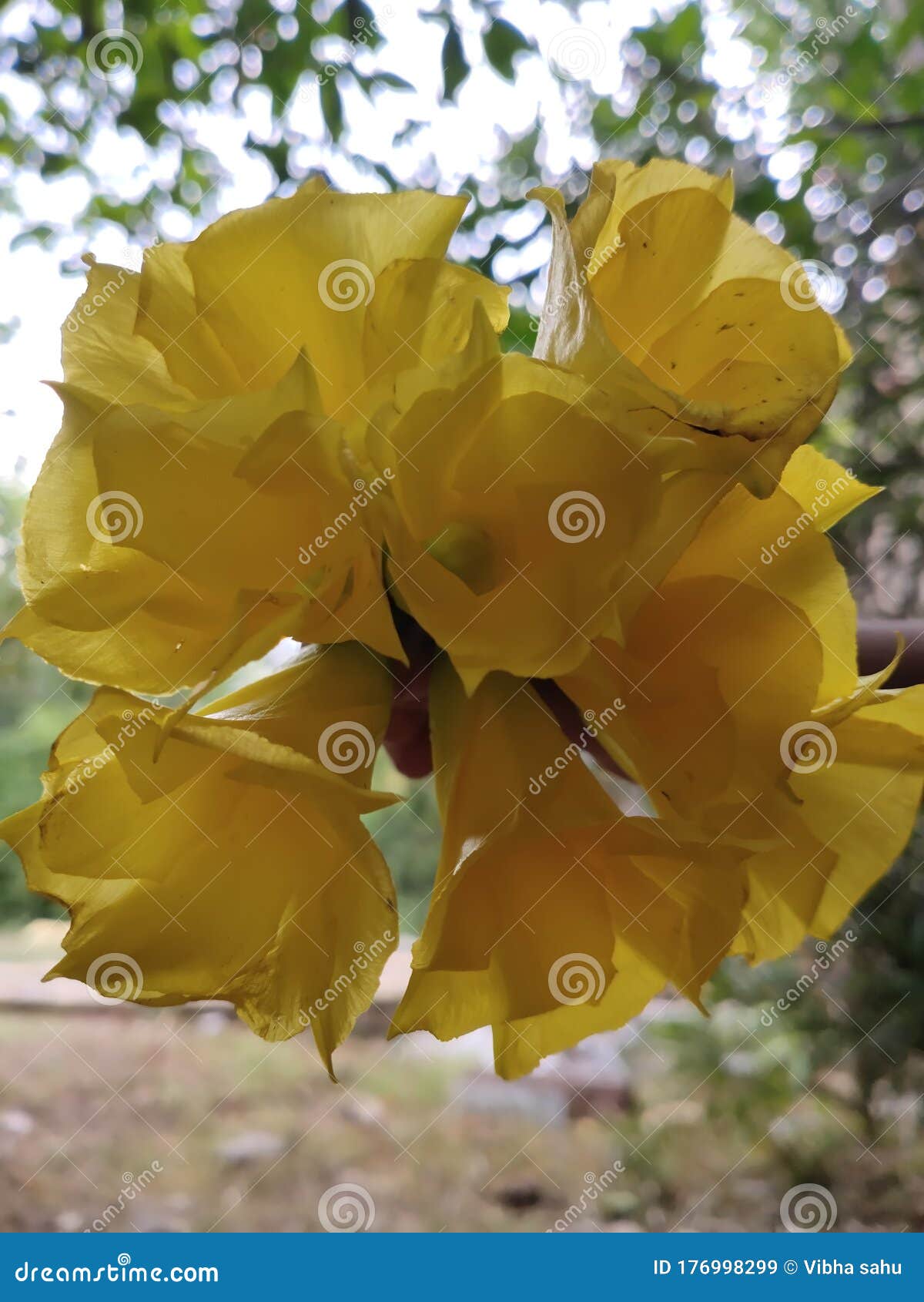 570 Flower Banch Photos - Free & Royalty-Free Stock Photos from Dreamstime