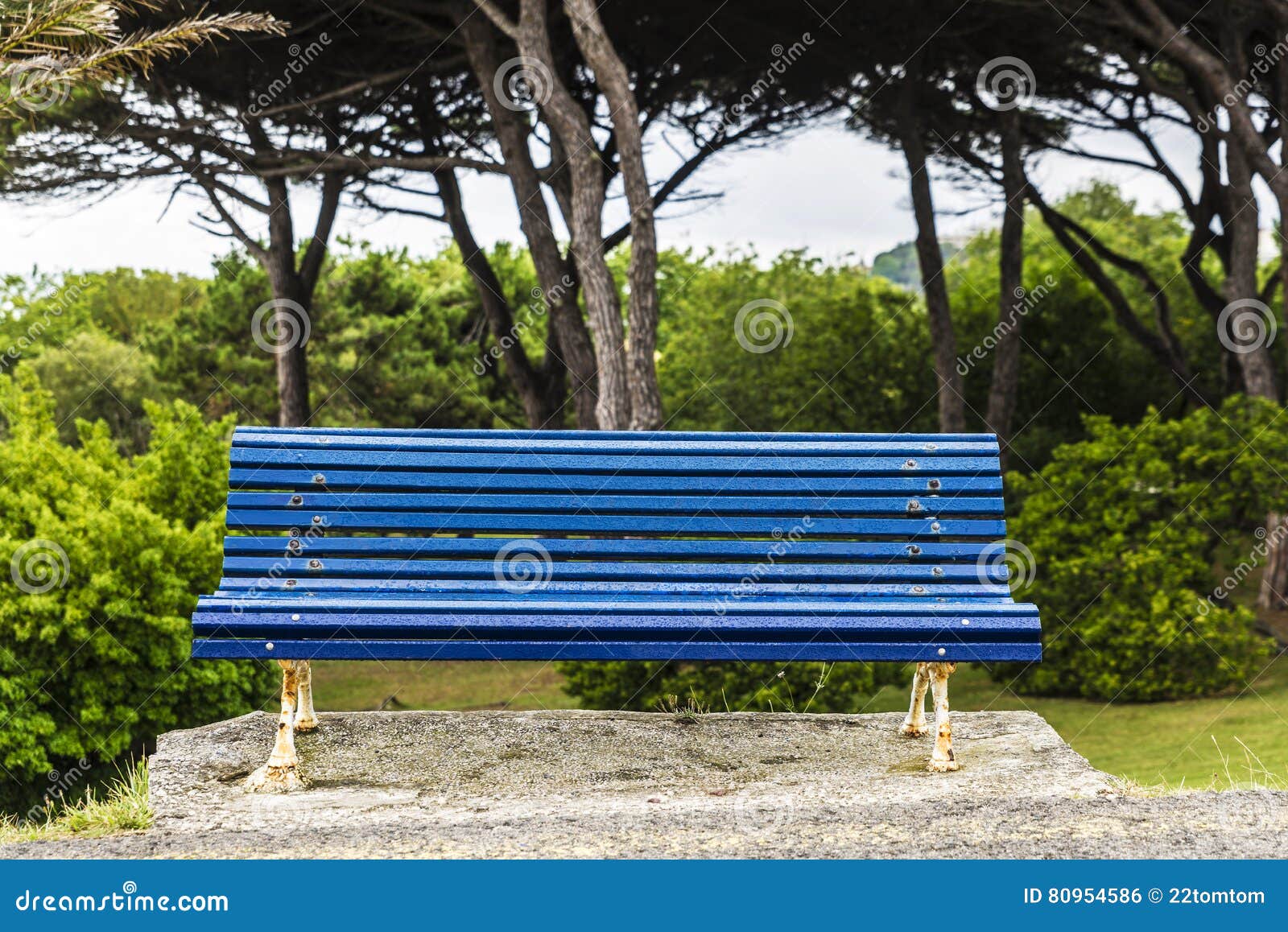 Banco Azul Molhado Em Um Parque Foto de Stock - Imagem de floresta ...