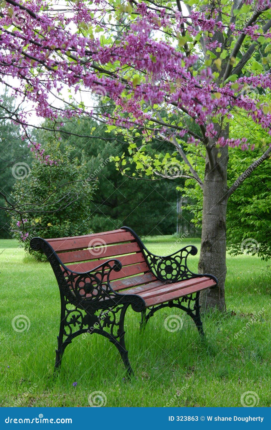 Banco de parque imagem de stock. Imagem de ambiente, vazio - 323863