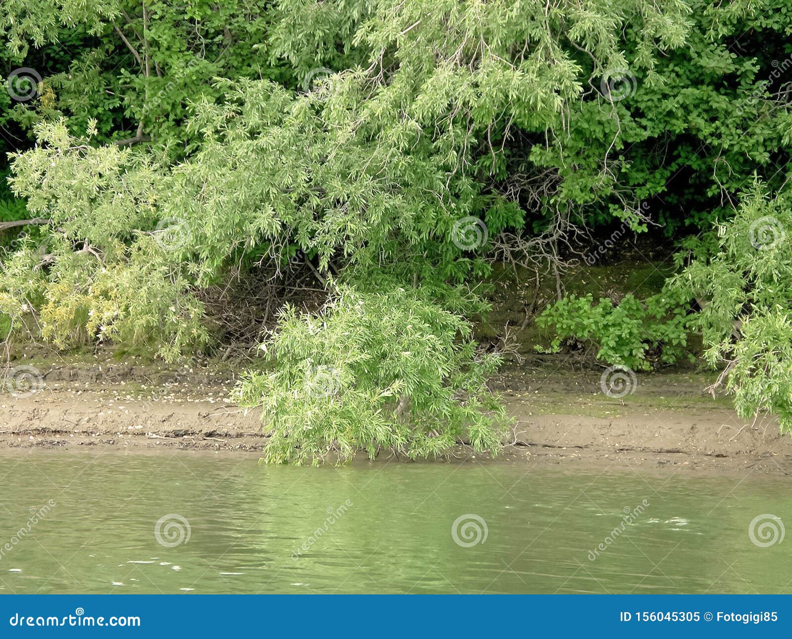 Banco De Rio. ?rvores No Rio Imagem de Stock - Imagem de folha, grama ...