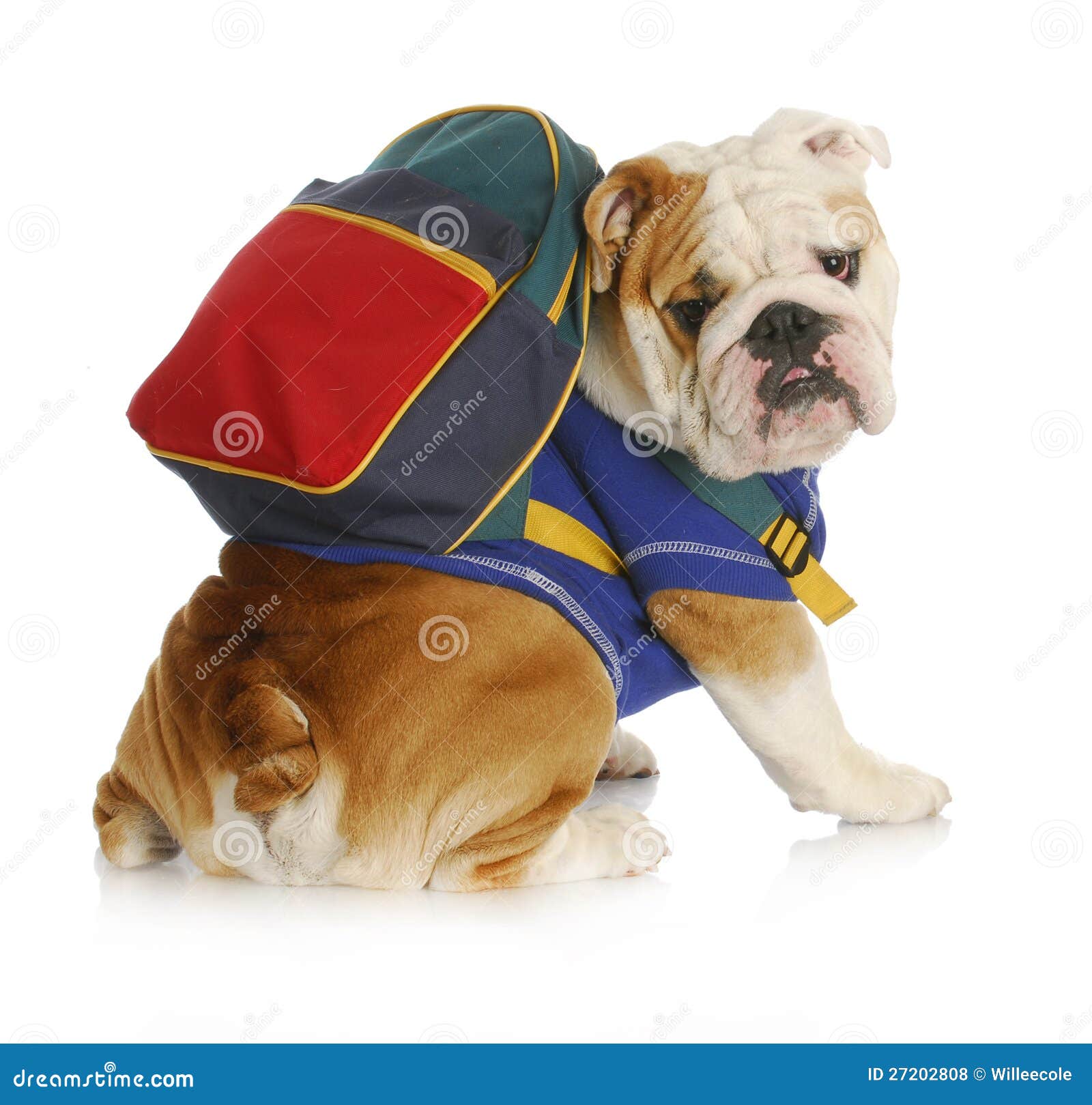 Banco Di Obbedienza Del Cane Fotografia Stock - Immagine di cane ...