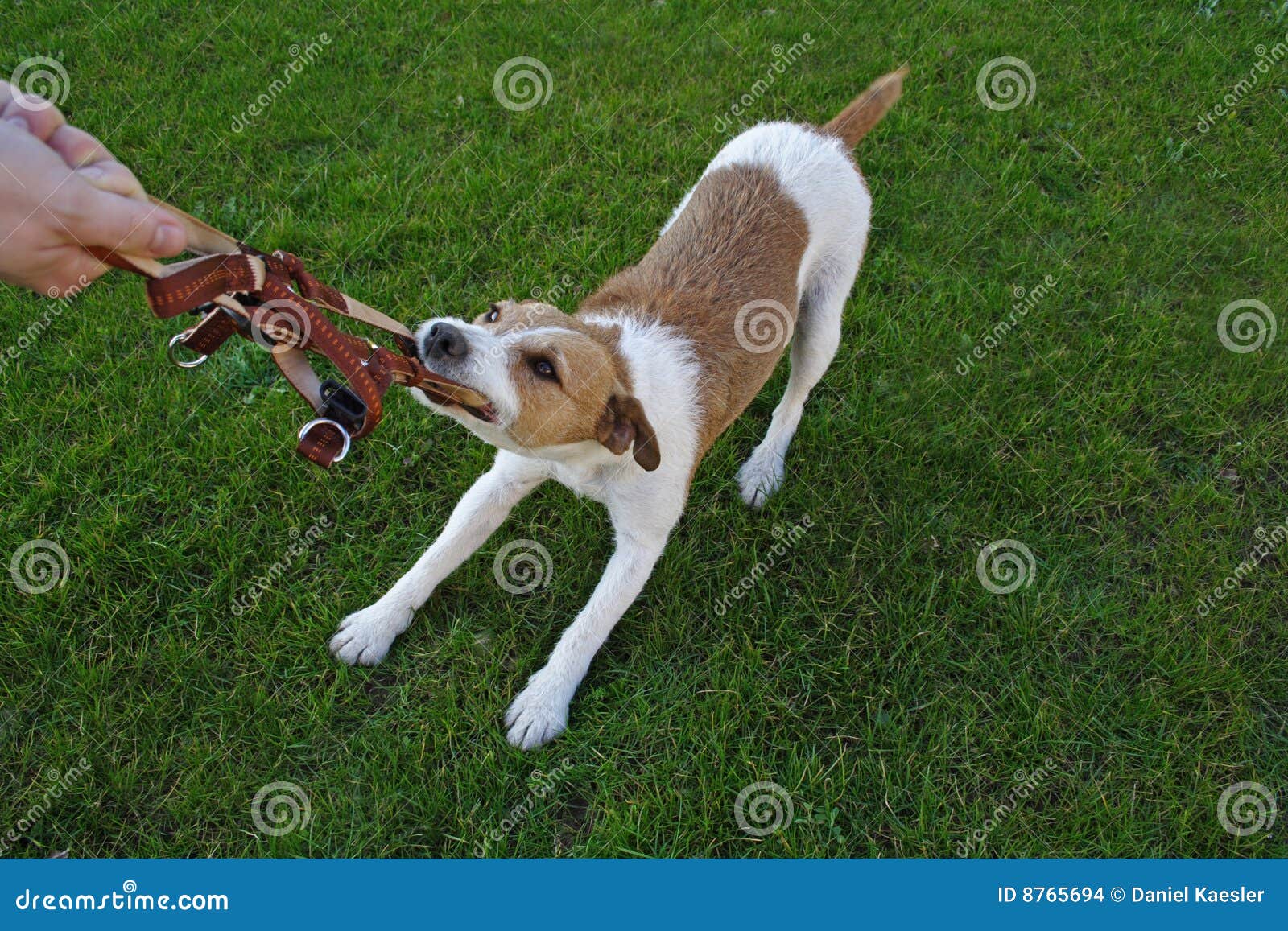 Banco Di Obbedienza Del Cane Fotografia Stock - Immagine di schifoso ...