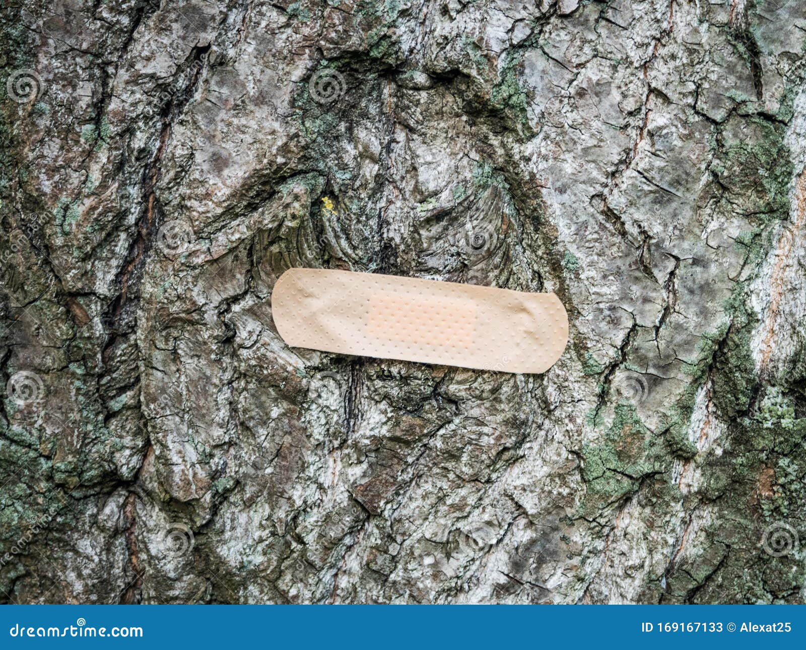 Band-aid on Tree - Cure Nature Imagem de Stock - Imagem de planeta ...