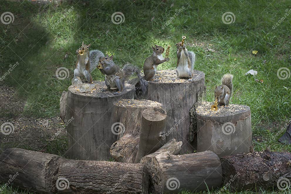 Band of Squirrels Playing Instruments on Tree S Stock Photo - Image of ...