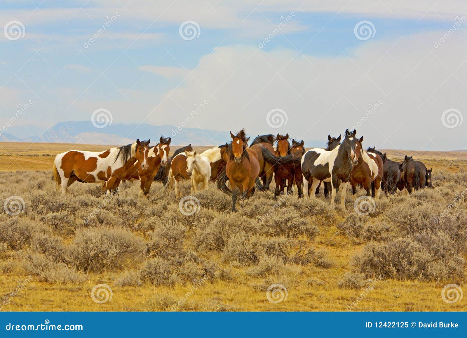 Herd Wild Mustangs Horses Mustang Horse Sagebrush Stock Image - Image ...