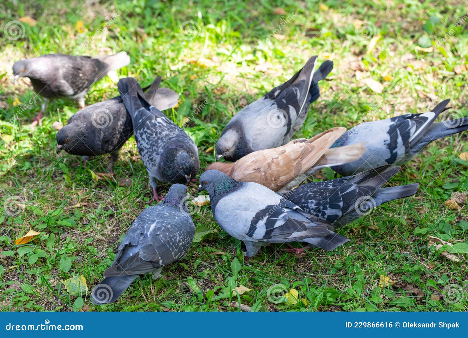 Bandada De Palomas Comiendo Un Pedazo De Pan Foto de archivo - Imagen ...