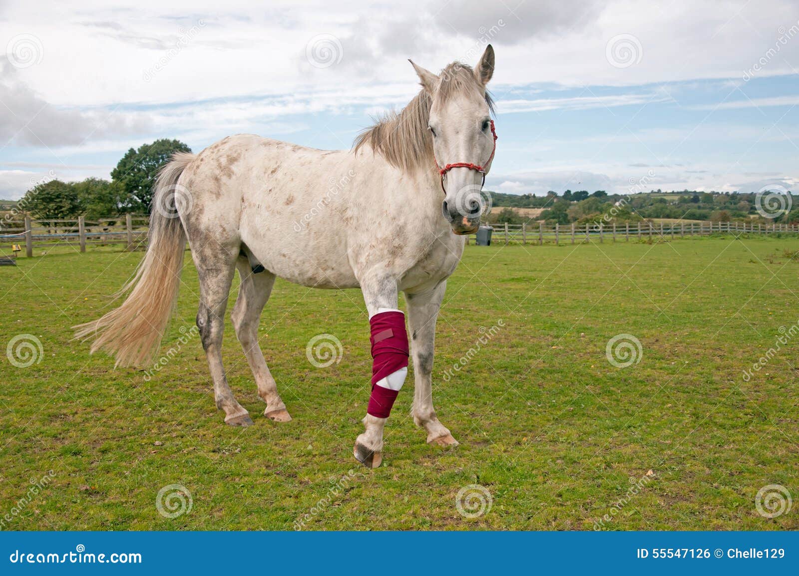 Bandaged Foreleg stock photo. Image of pony, outdoors - 55547126
