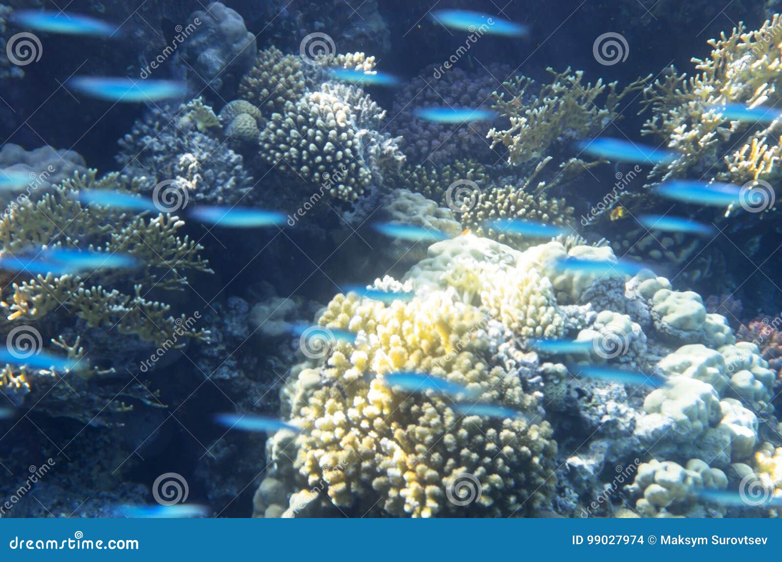 Bande de petits poissons photo stock. Image du groupe - 99027974