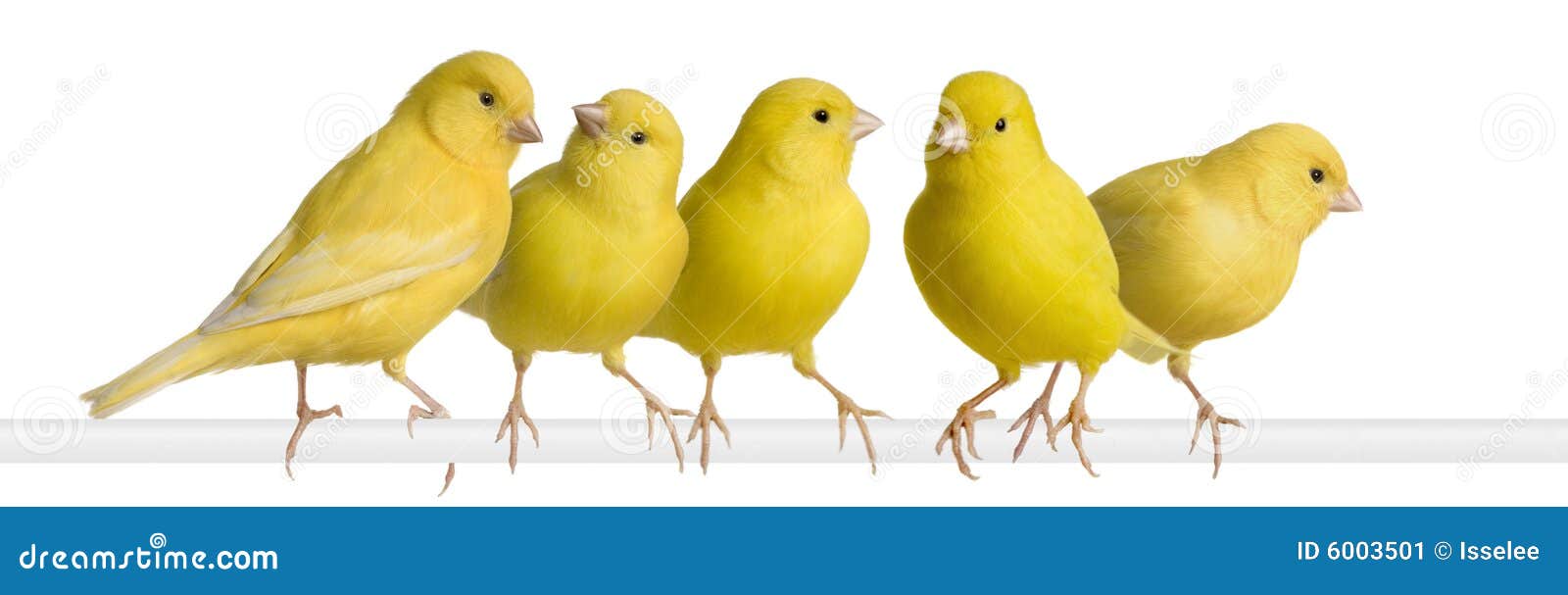 Bande Du Canari Jaune - Serinus Canaria Sur Son Pe Image stock - Image ...