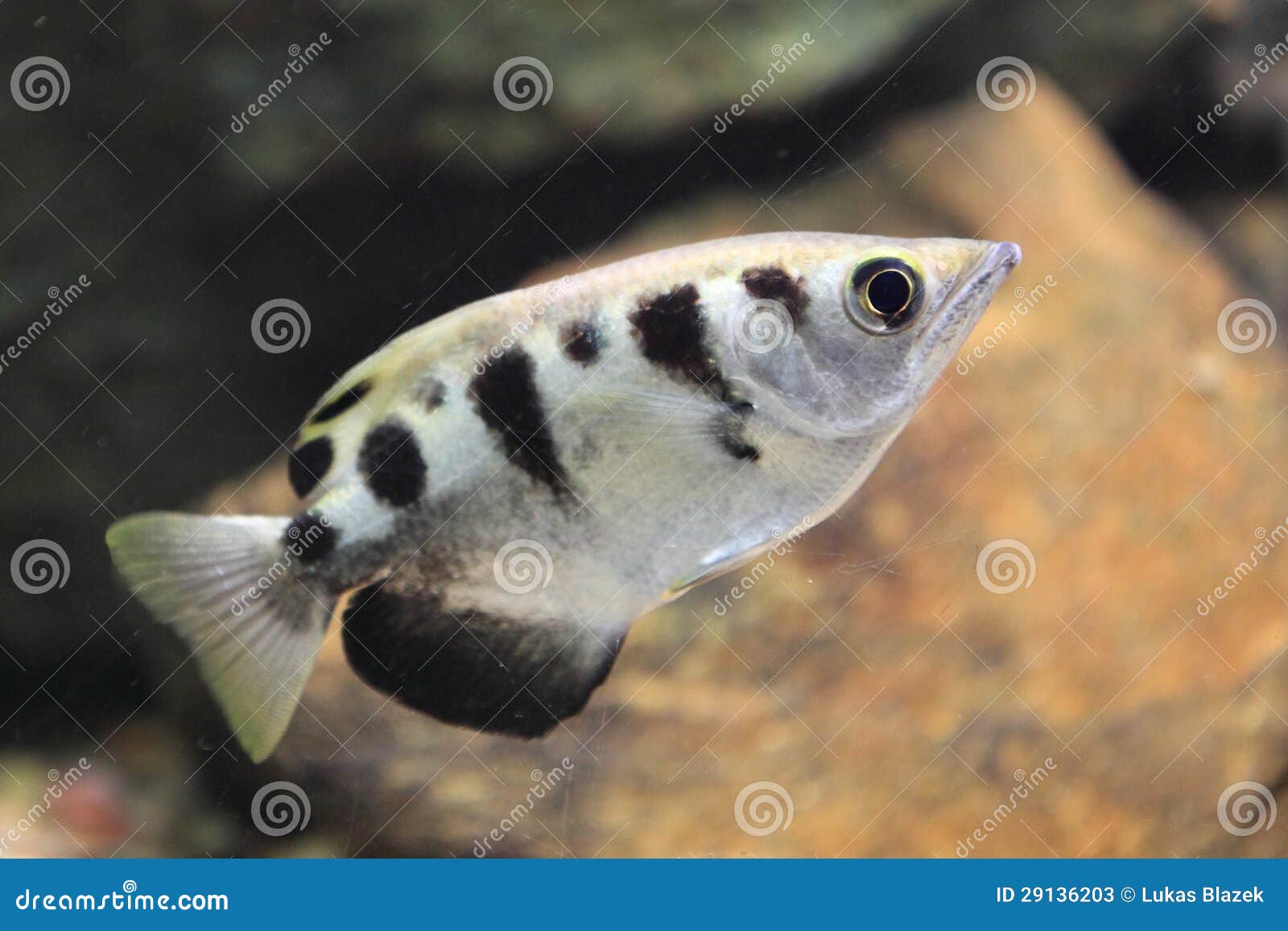 Banded archerfish stock image. Image of archerfish, fish - 29136203
